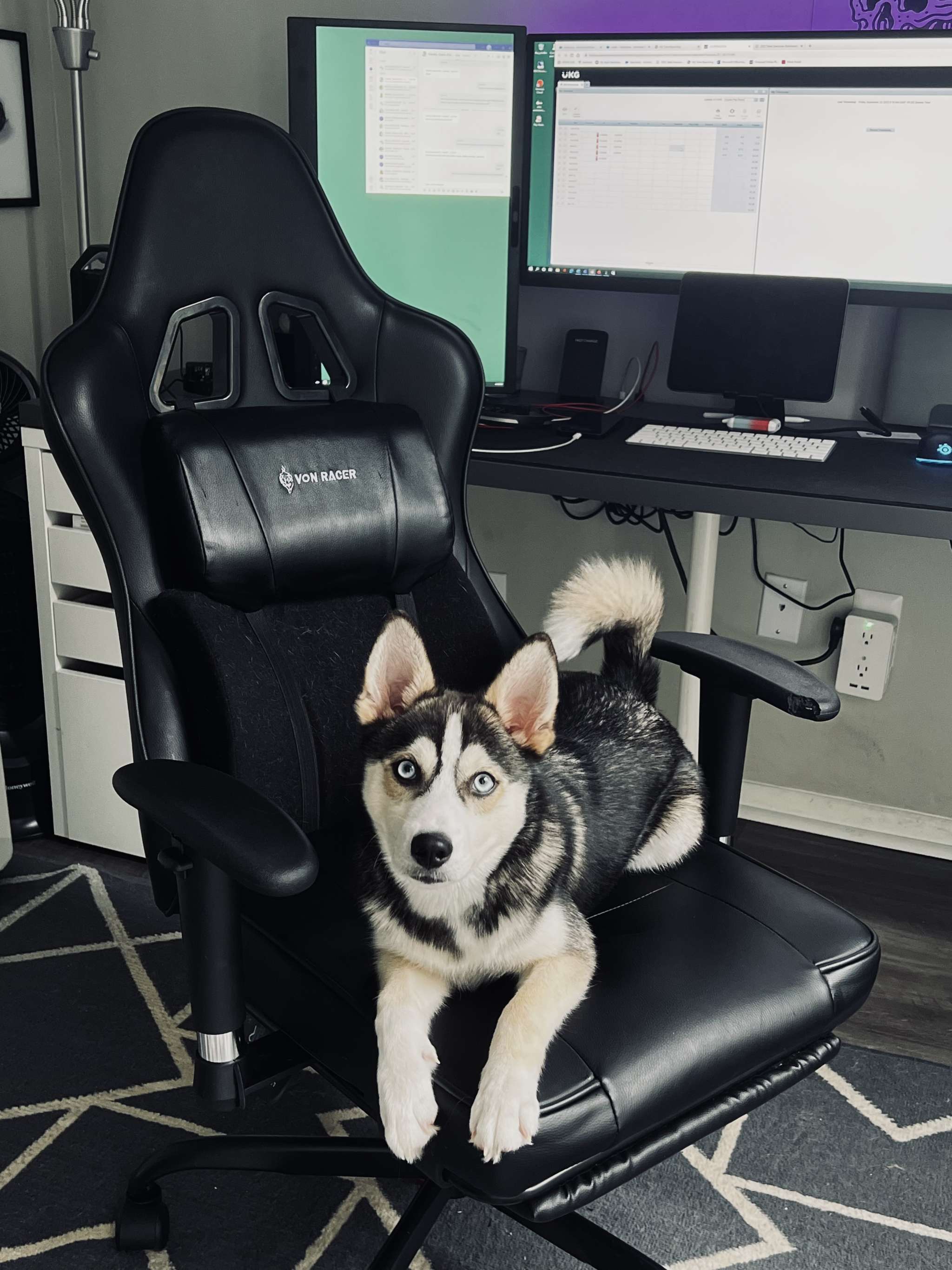 F2 Sable-White Pomsky - Stud Dog in Indianapolis, United States | Breed ...