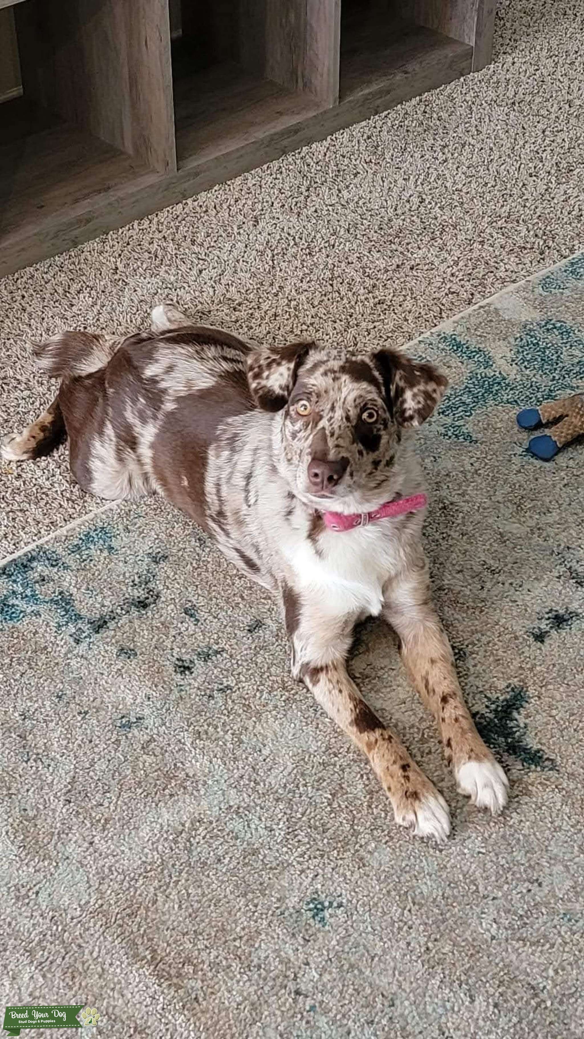 Self Red Merle - Stud Dog in Santa ana, United States | Breed Your Dog