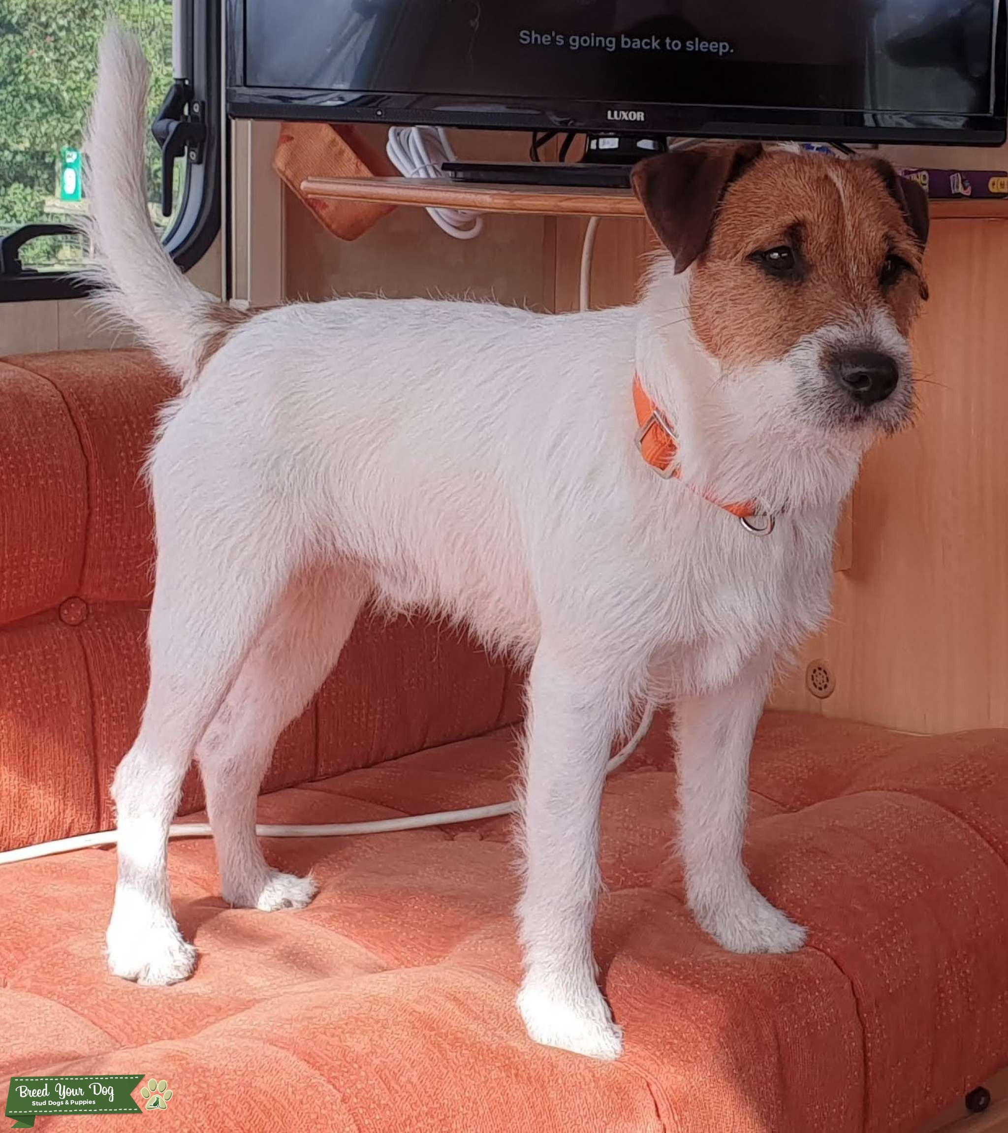 White, Black and Tan Parsons Russell Terrier - Stud Dog in Flintshire ...