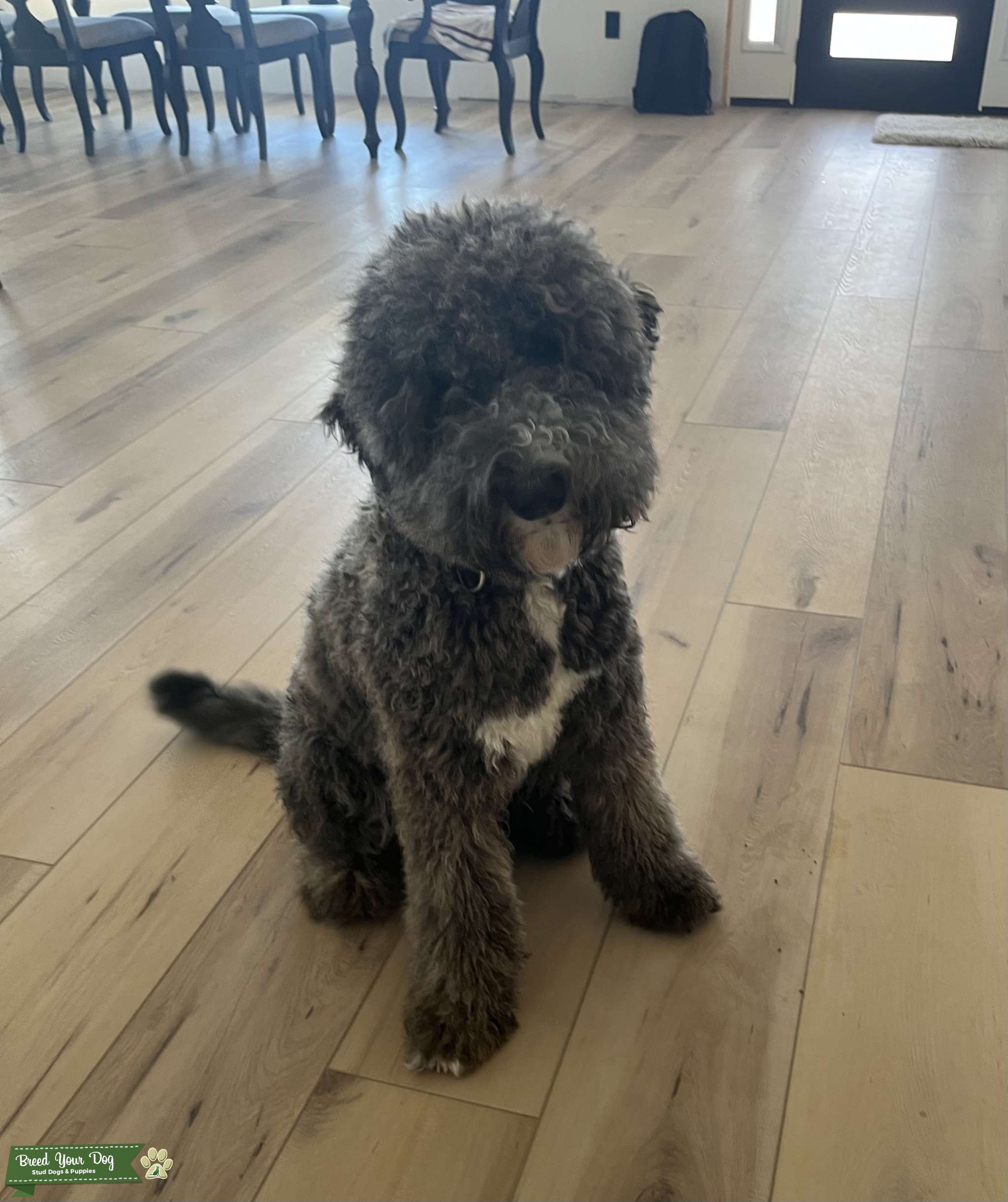 F1 Male Brindle Sheepadoodle - Stud Dog in The Woodlands, TX, Australia ...