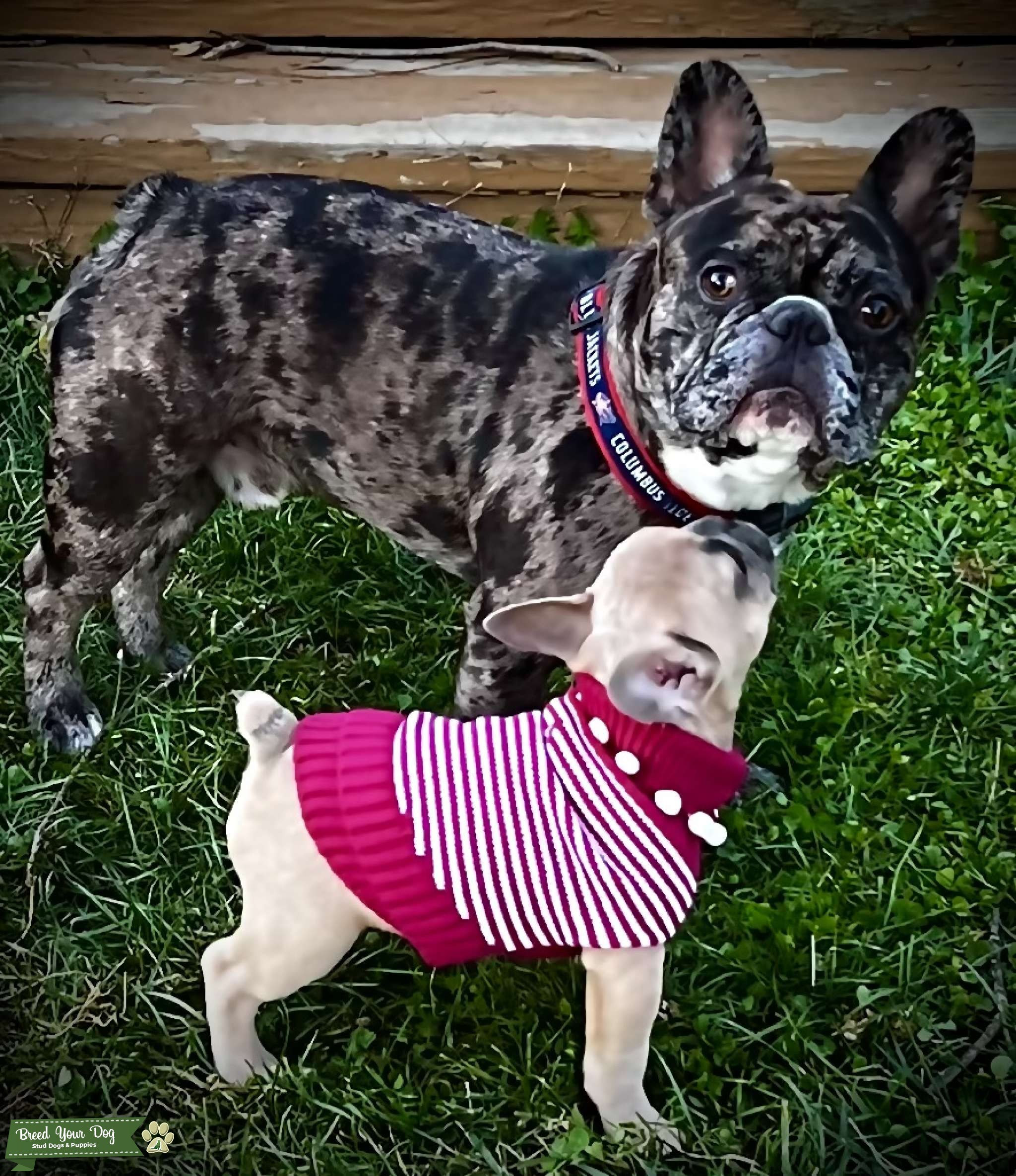 BLUE MERLE TRI-FRENCH BULLDOG STUD - Stud Dog in Ohio, the United ...