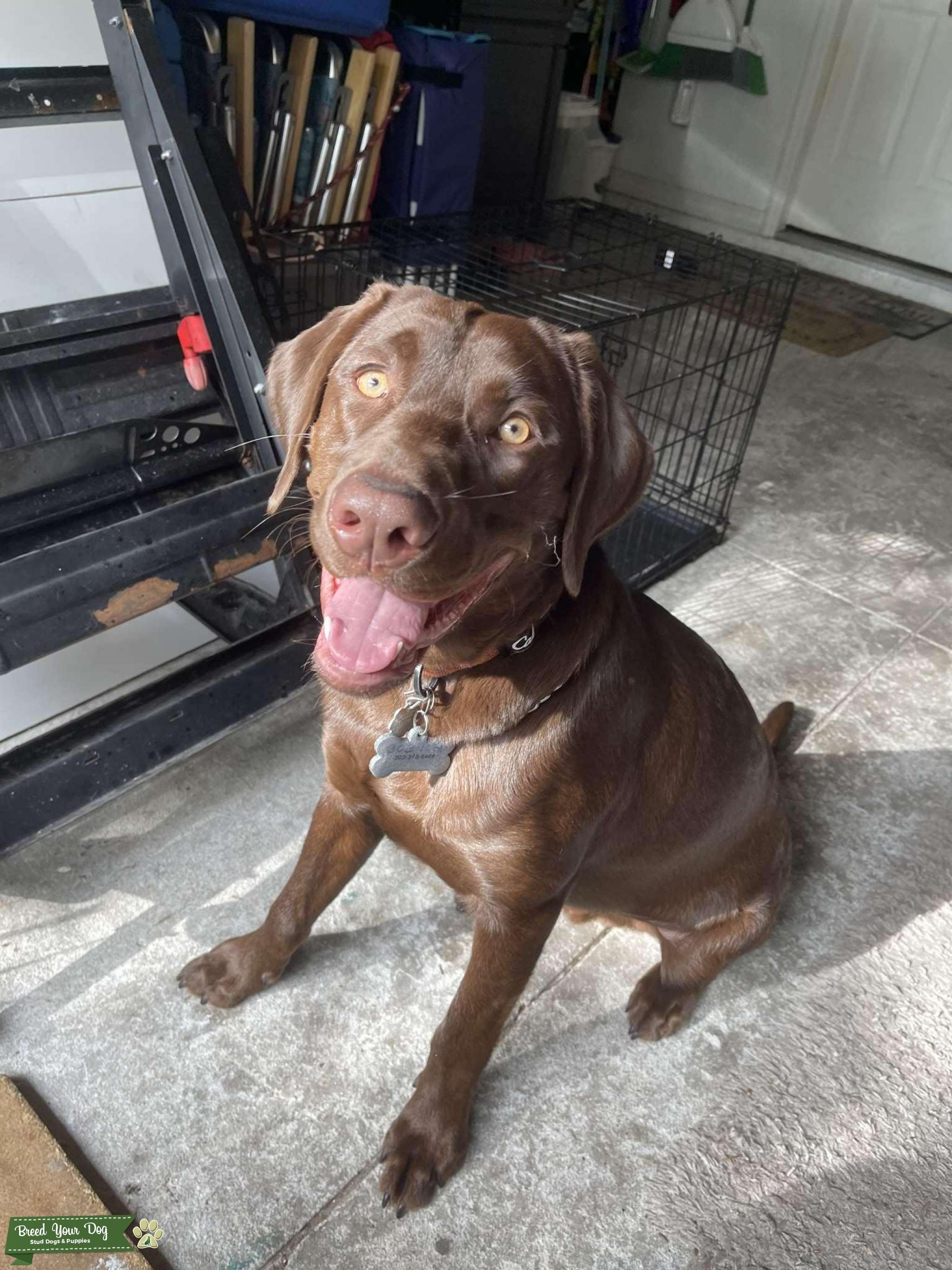 Chocolate Labrador - Stud Dog Florida - Breed Your Dog