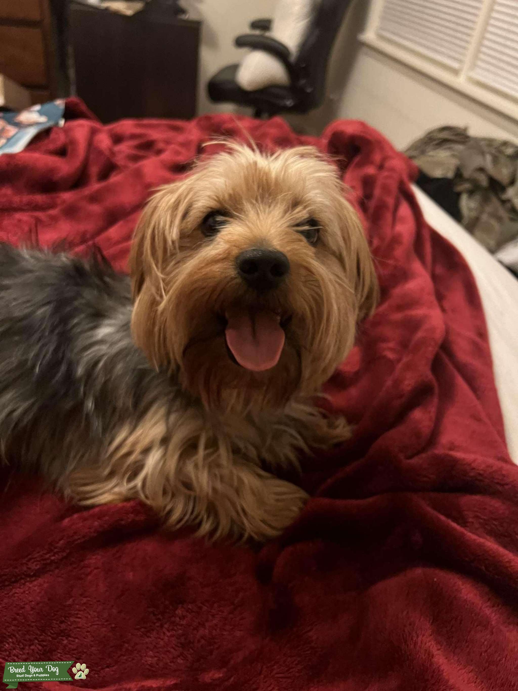 Stud Pure Yorkie - Stud Dog in Maryland , the United States | Breed ...