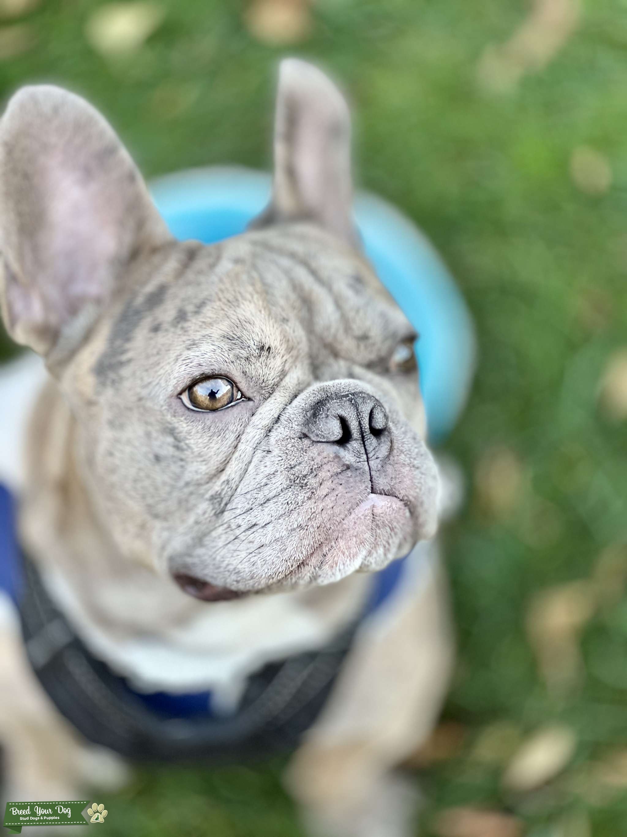 Lilac Merle Frenchie - Stud Dog in United Stated, the United States ...