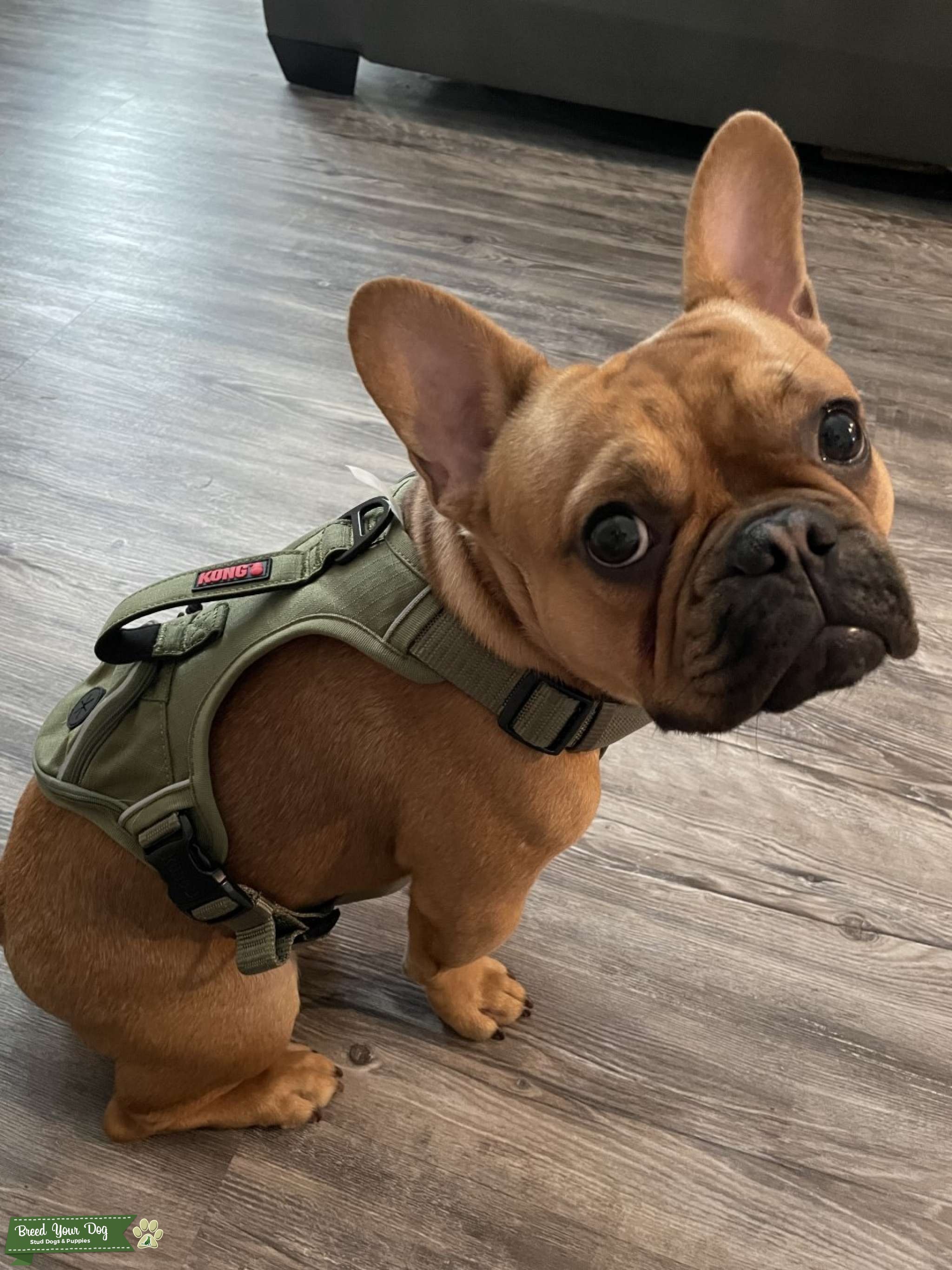 AKC Registered Frenchie Stud - Stud Dog in Virginia , United States ...