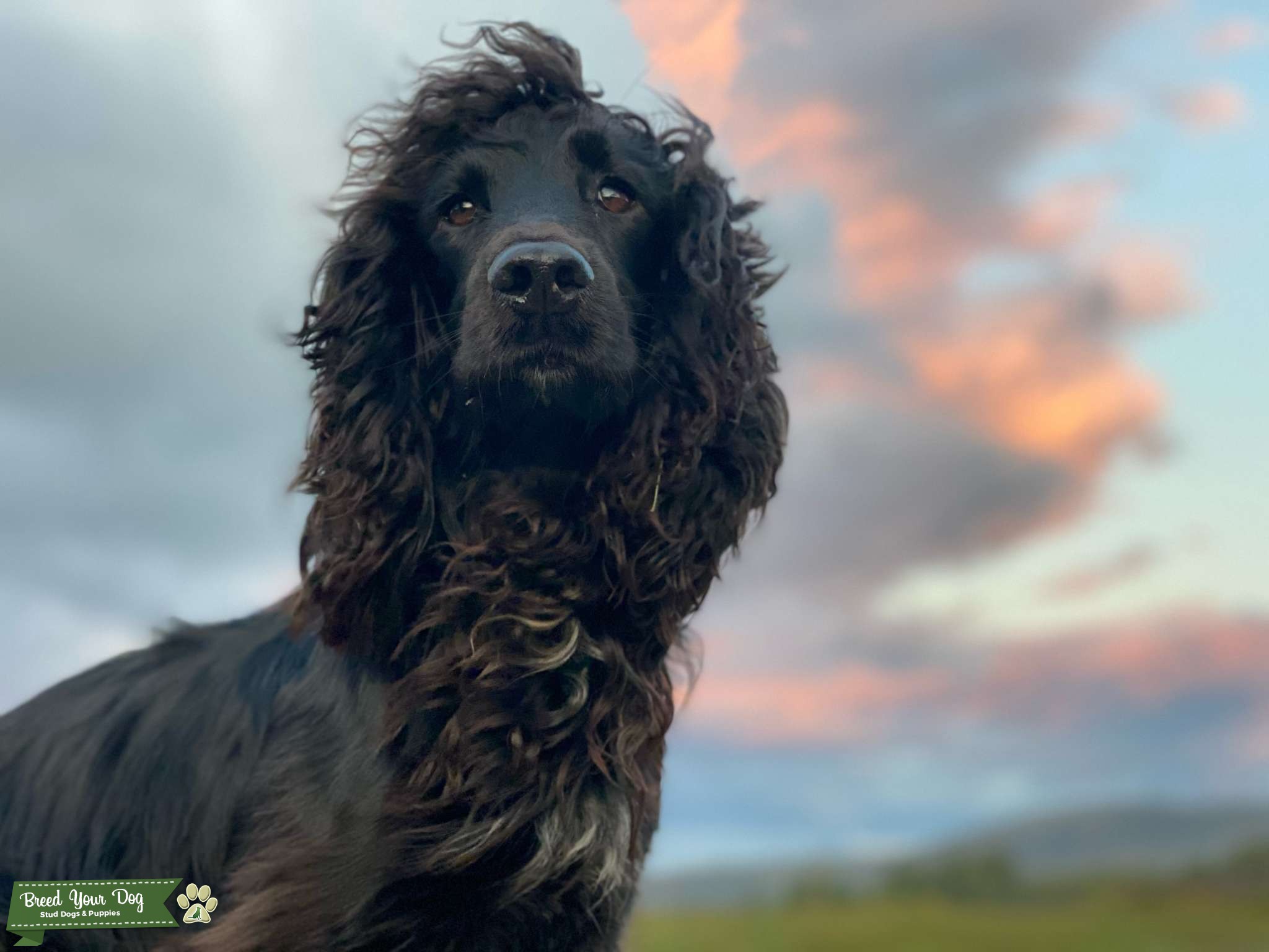 Working Cocker Spaniel Stud Dog - Stud Dog in Highlands, the United ...