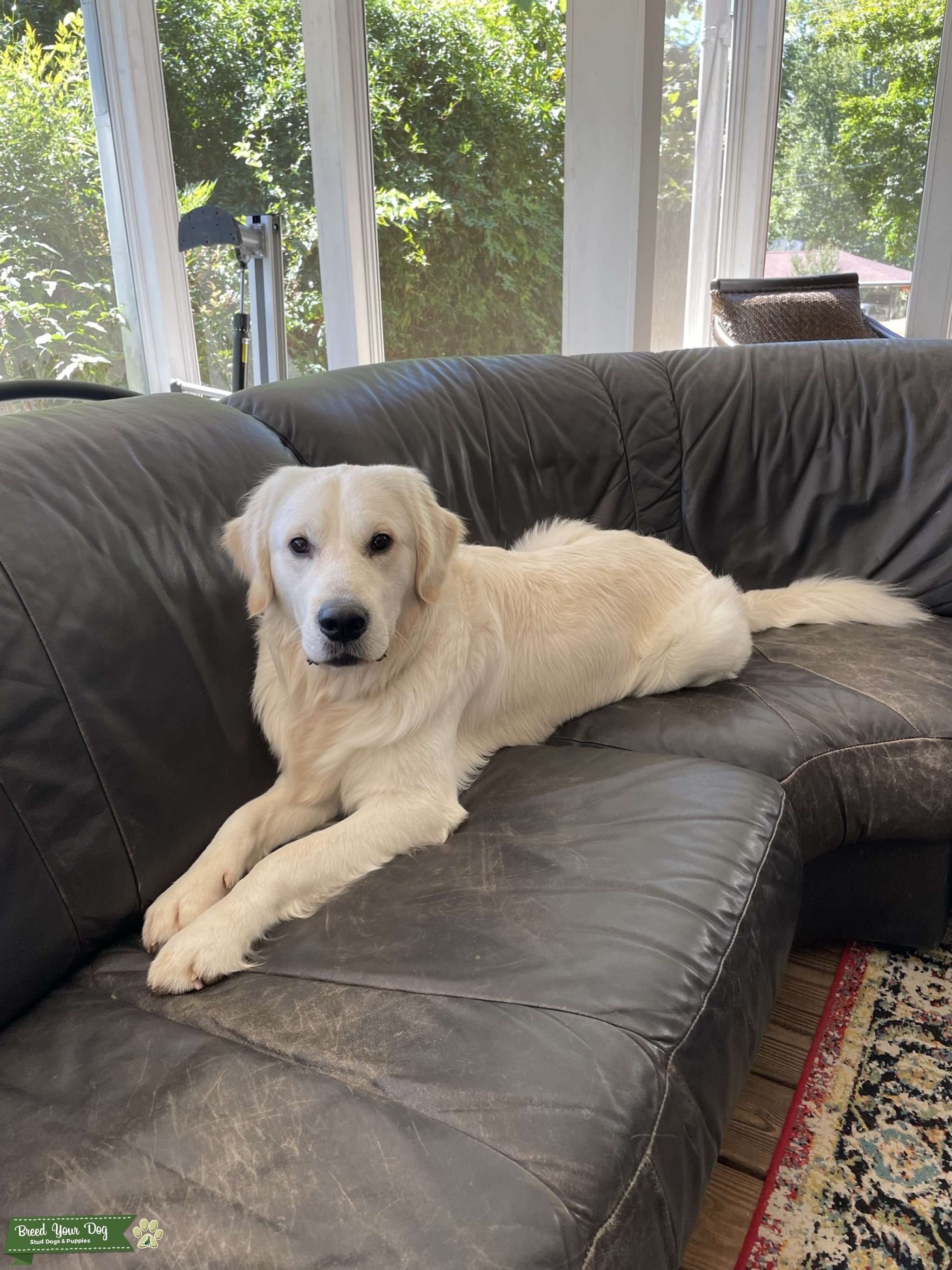 Henry Yellow Boy Lamar - Stud Dog in Georgia , United States | Breed ...