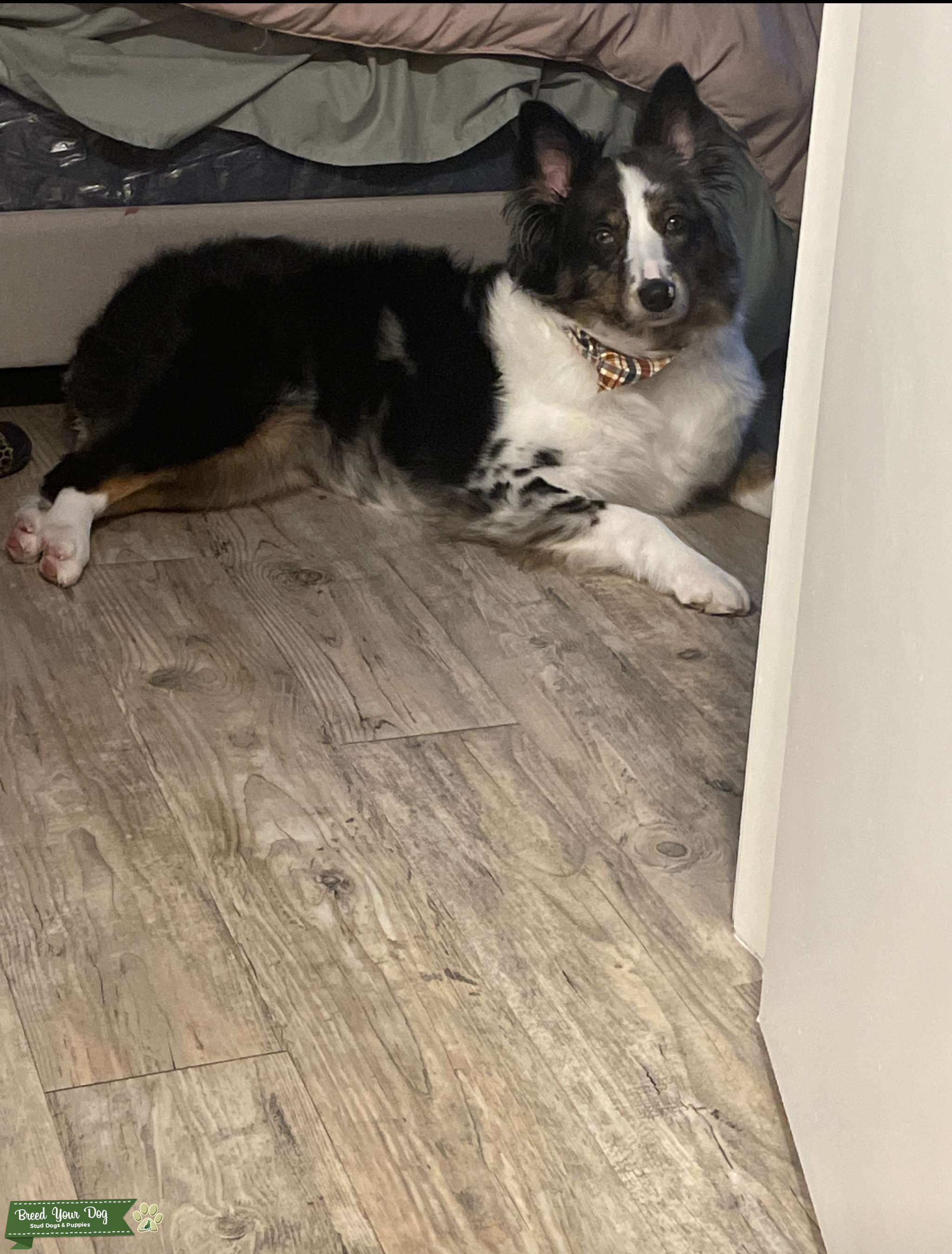 Blue Merle standard Australian shepherd - Stud Dog in Florida, United ...