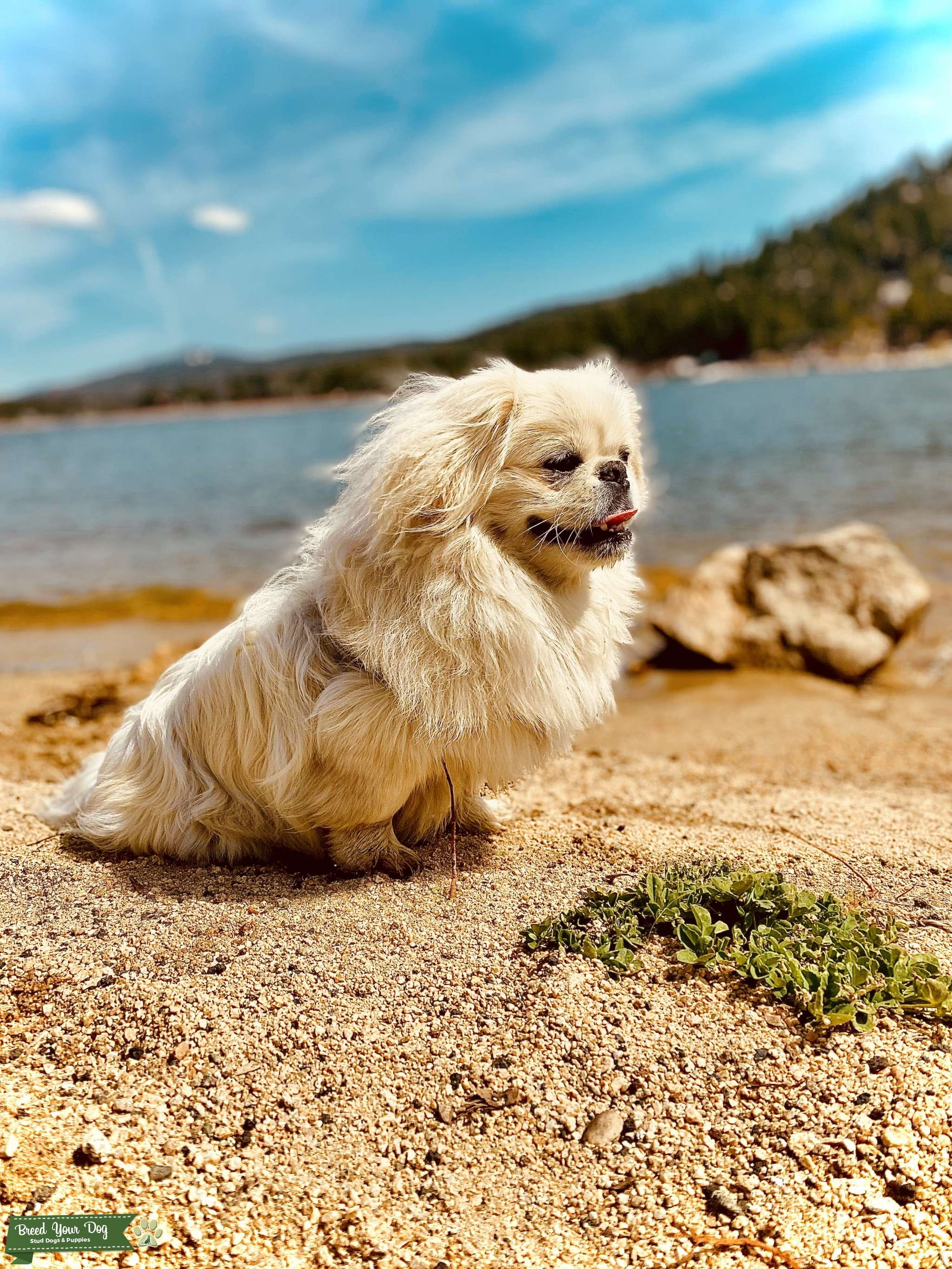 Purebred Pekingese Male White Stud - Stud Dog in California, United ...
