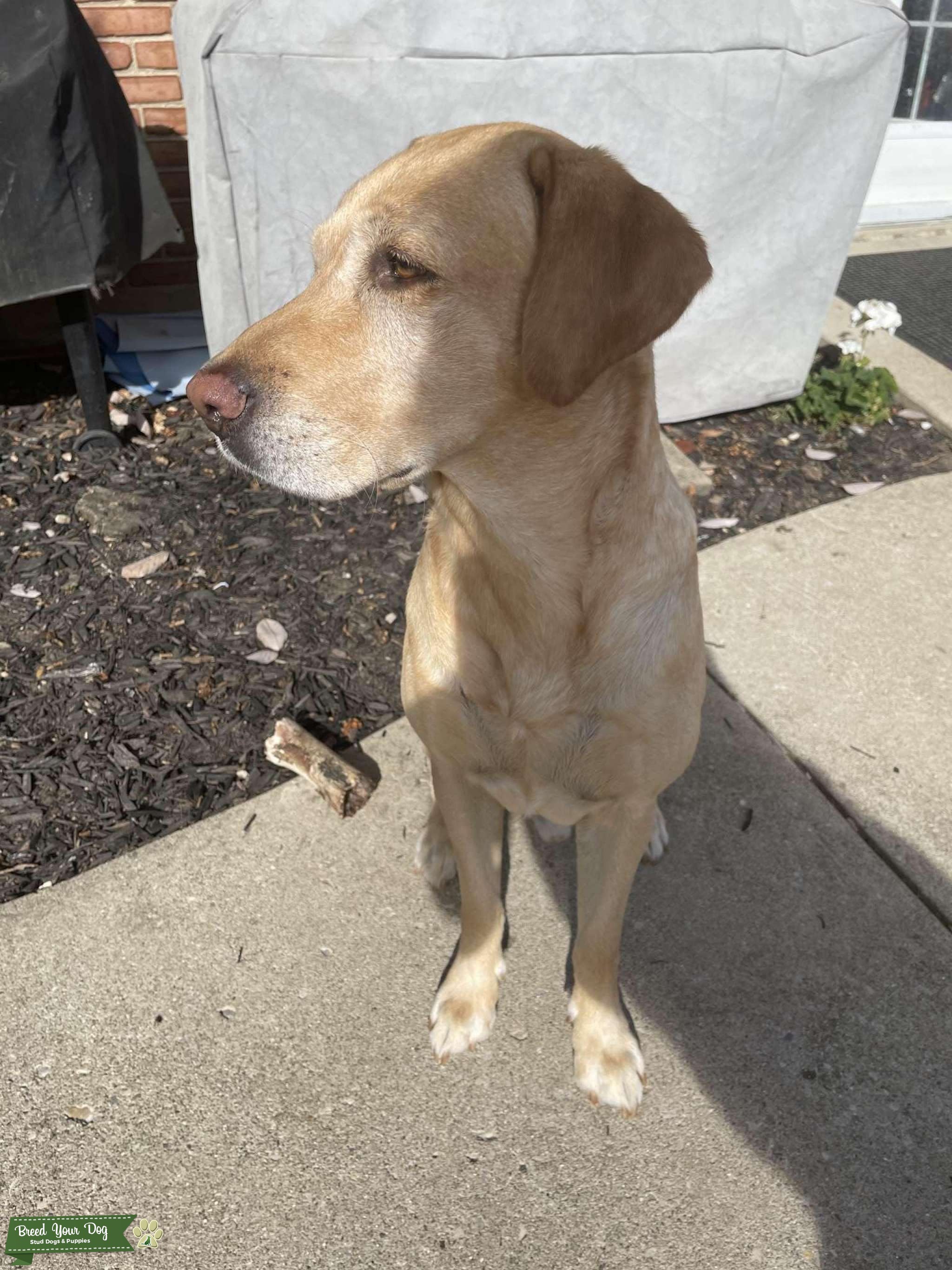 Gorgeous Full bred Yellow Lab - Stud Dog in Dayton, the United States ...