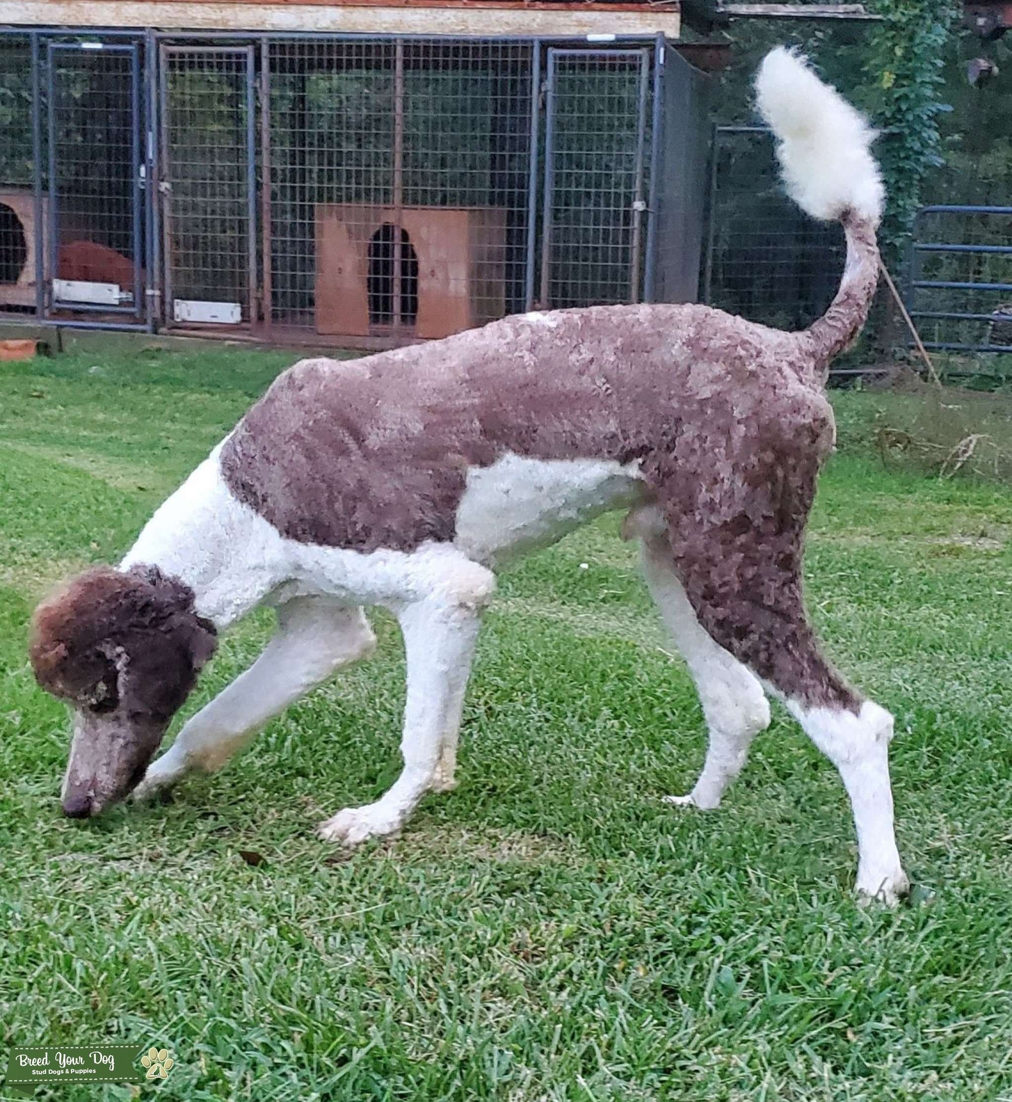 STANDARD PARTI POODLE - Stud Dog in Georgia, the United States | Breed ...