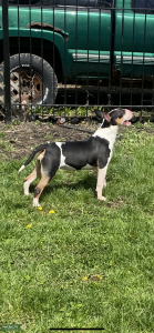 Tri-Color English Bull Terrier - Stud Dog in Chicago , the United ...
