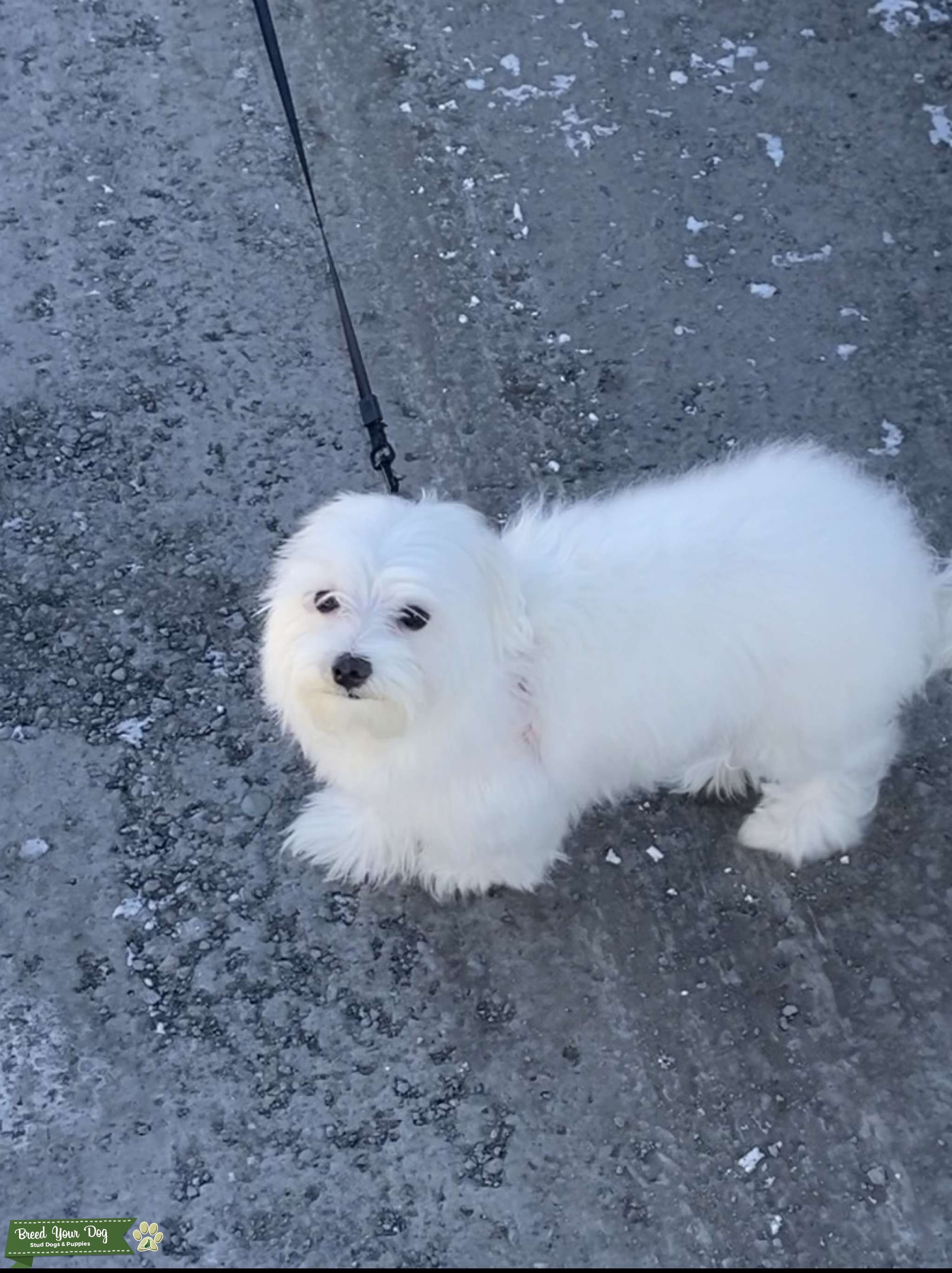 READY TO BREED - Stud Dog in New York, Canada | Breed Your Dog