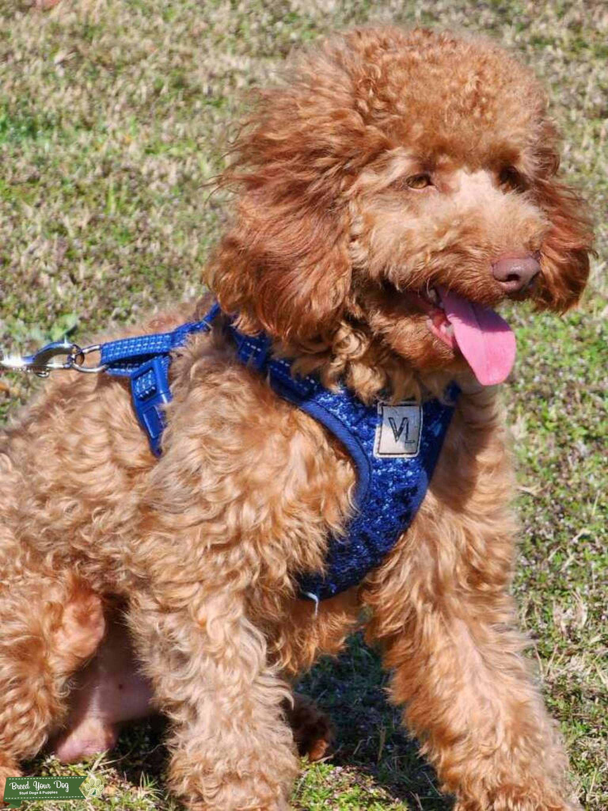 AKC Red Miniature Poodle - Stud Dog in FL, the United States | Breed ...
