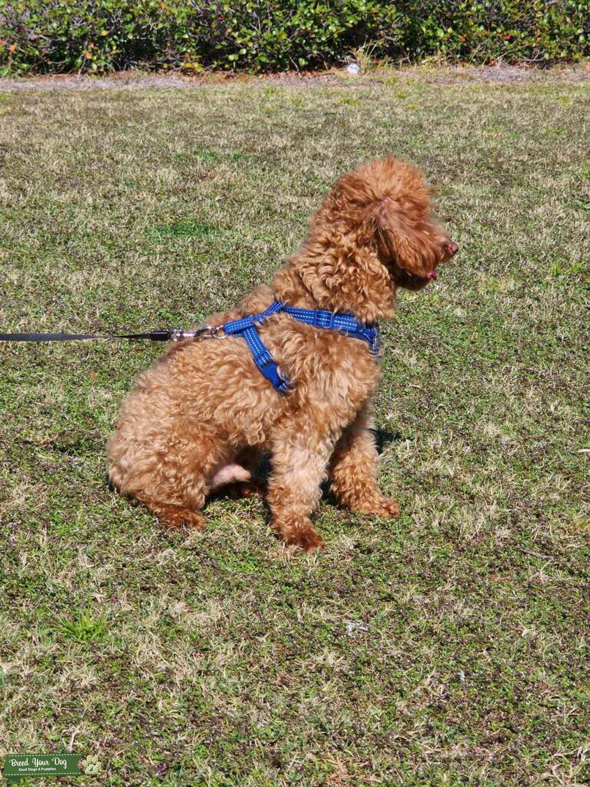 AKC Red Miniature Poodle - Stud Dog in FL, the United States | Breed ...