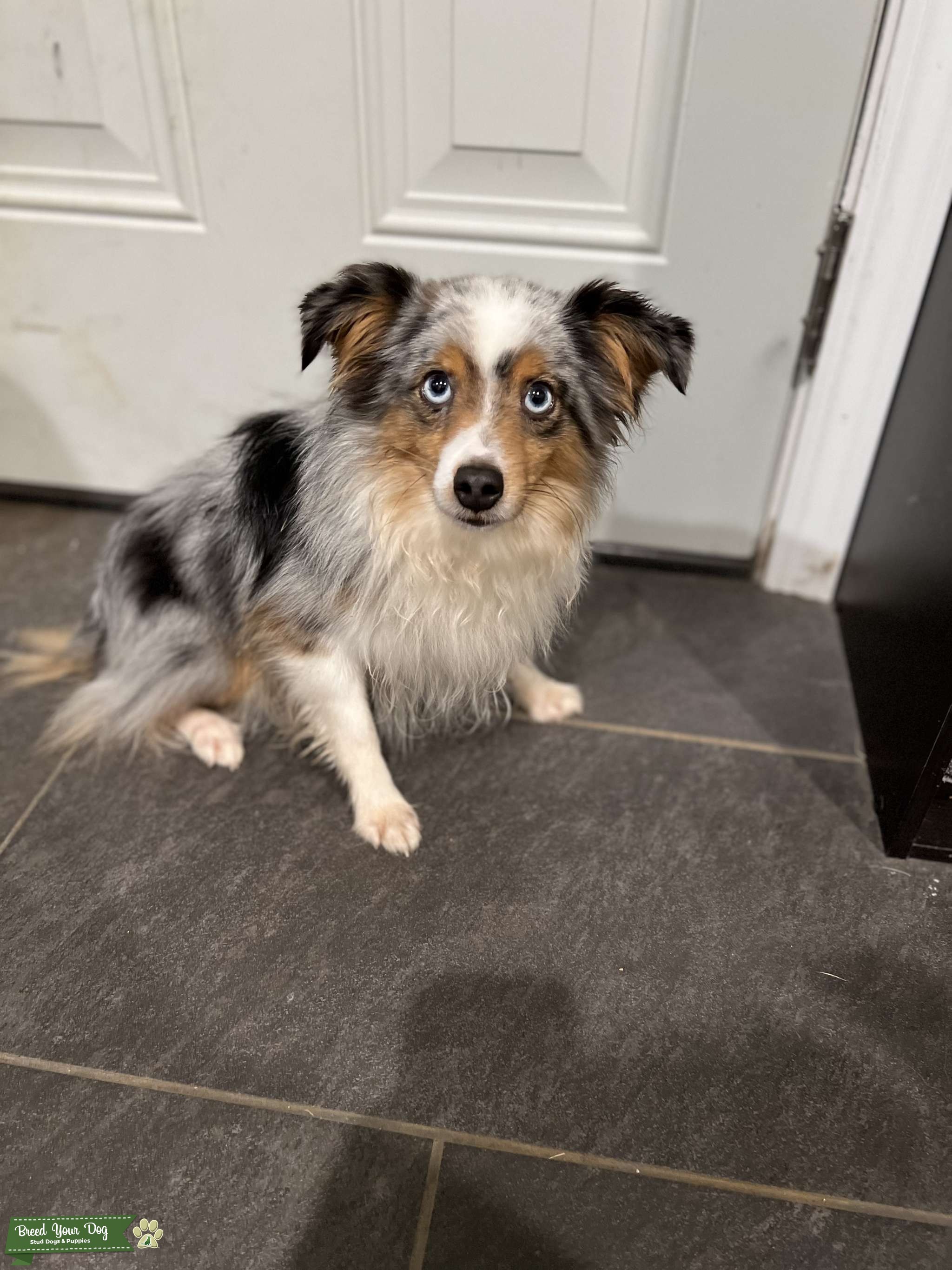 ASDR Blue Merle Toy Aussie - Stud Dog in Southeast, United States ...