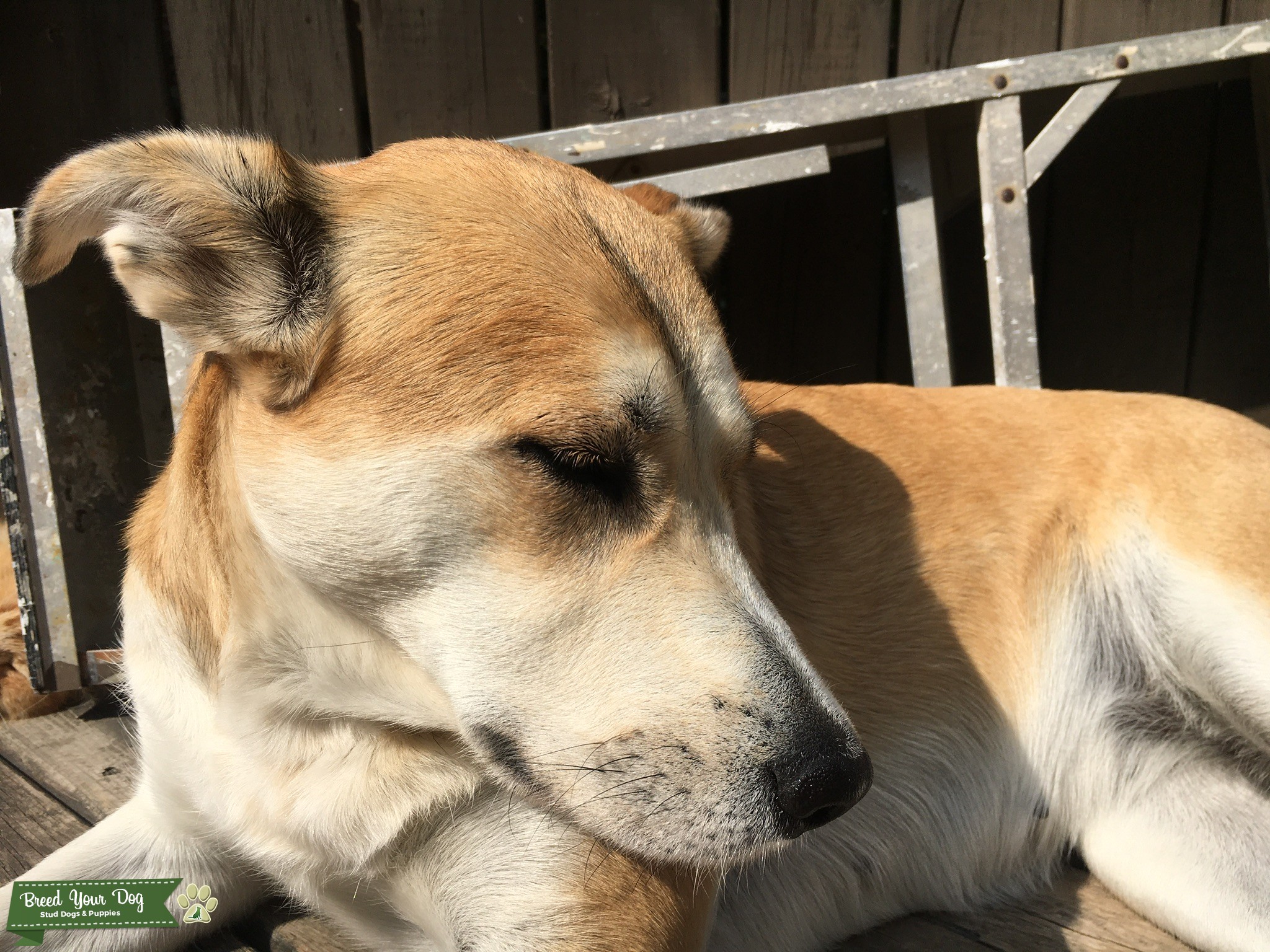 Husky/Corso Bitch looking for a BF - Stud Dog in Toronto, the United ...