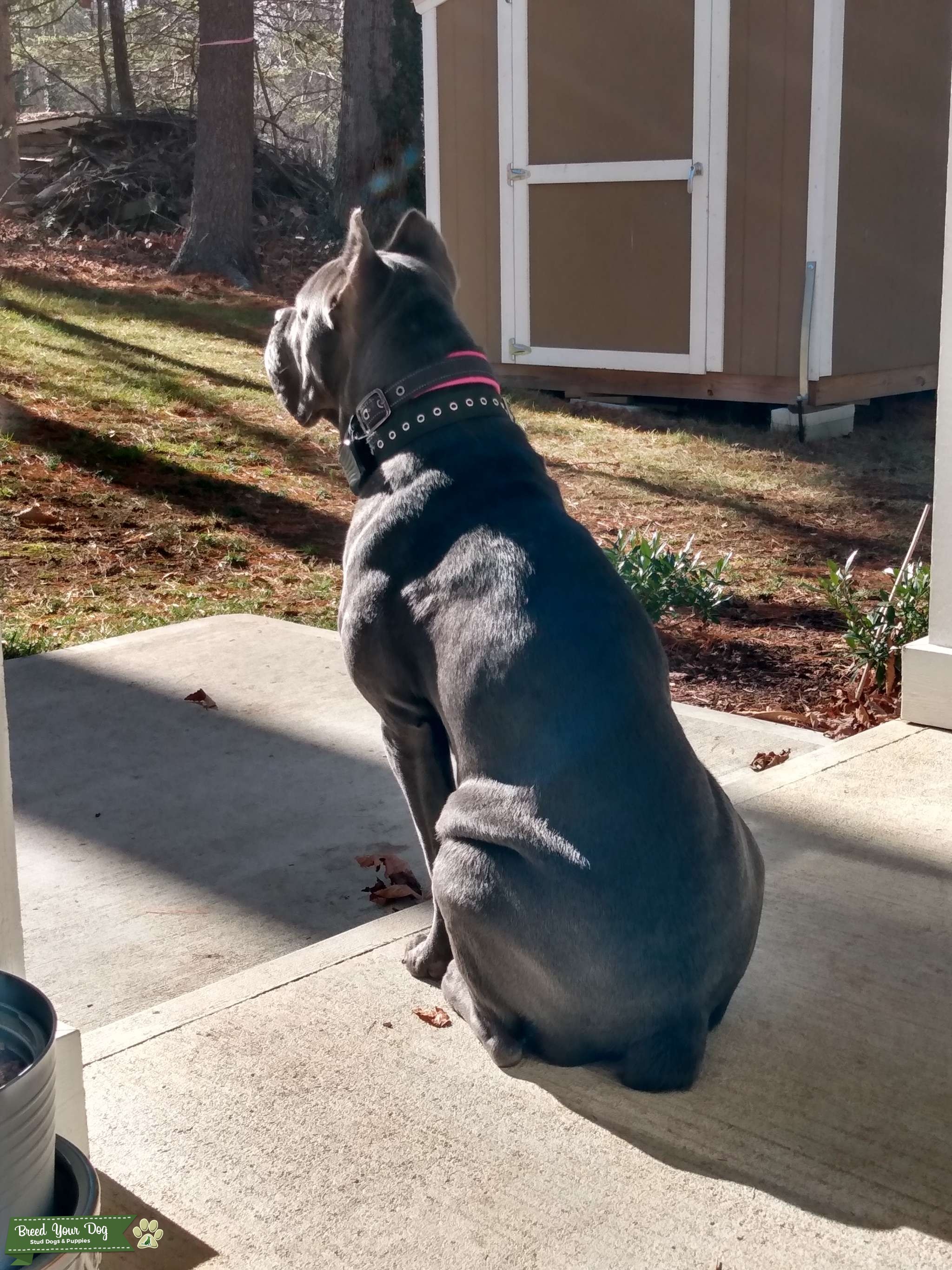 Blue Cane Corso - Stud Dog in WNC North Carolina, United States | Breed ...