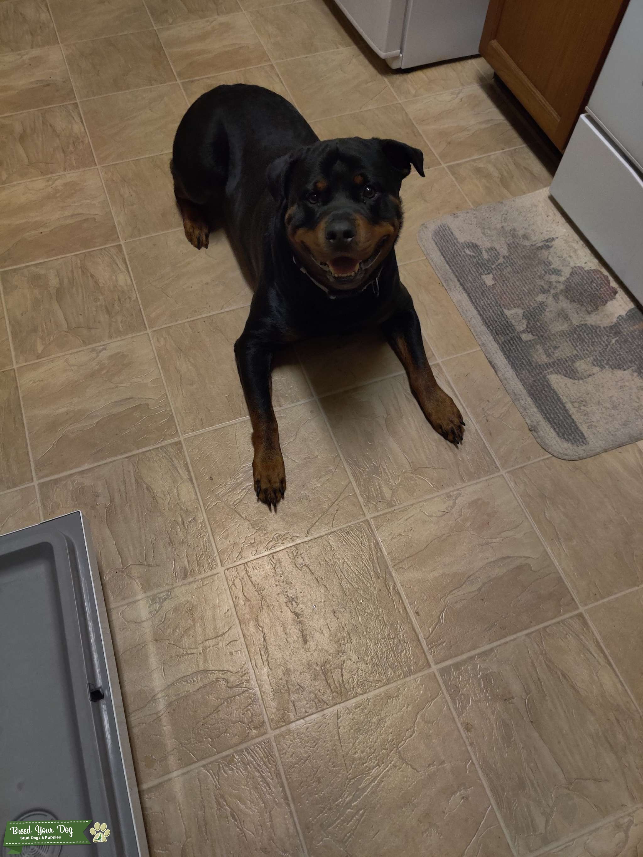 Purebred German Rottweiler for stud - Stud Dog Florida - Breed Your Dog