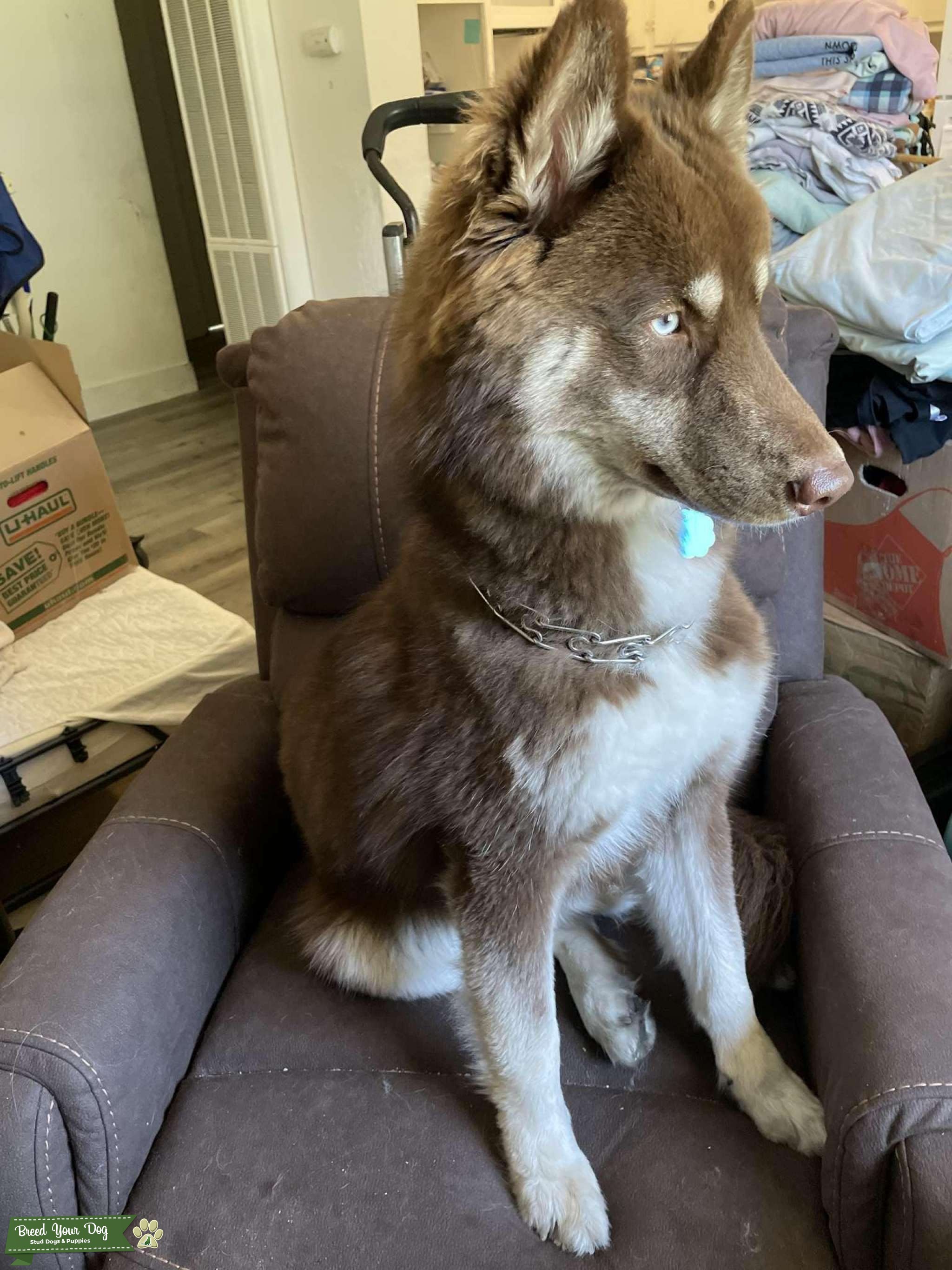 Agouti/Husky - Stud Dog in San Diego, the United States | Breed Your Dog