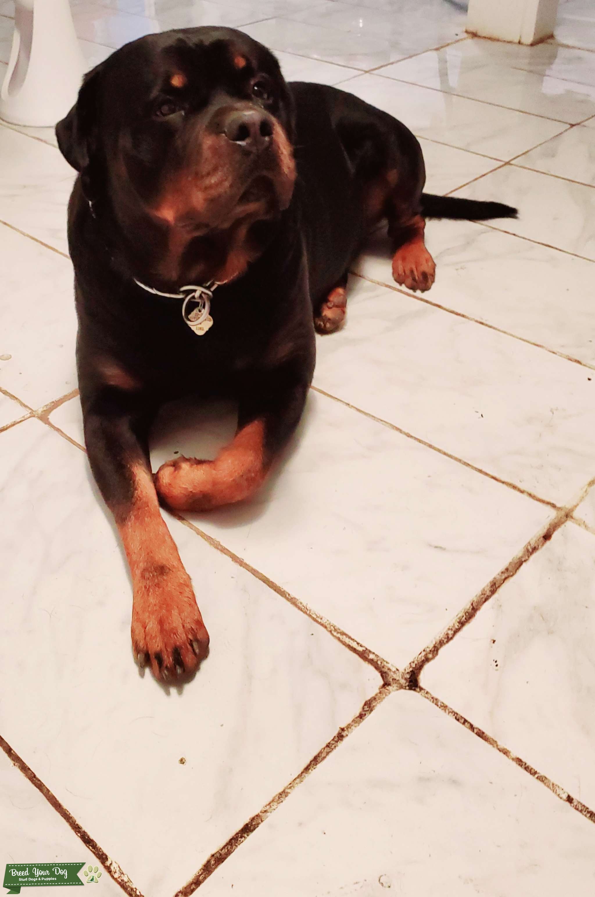 HANDSOME STUD - Stud Dog in West Virginia , Mexico | Breed Your Dog