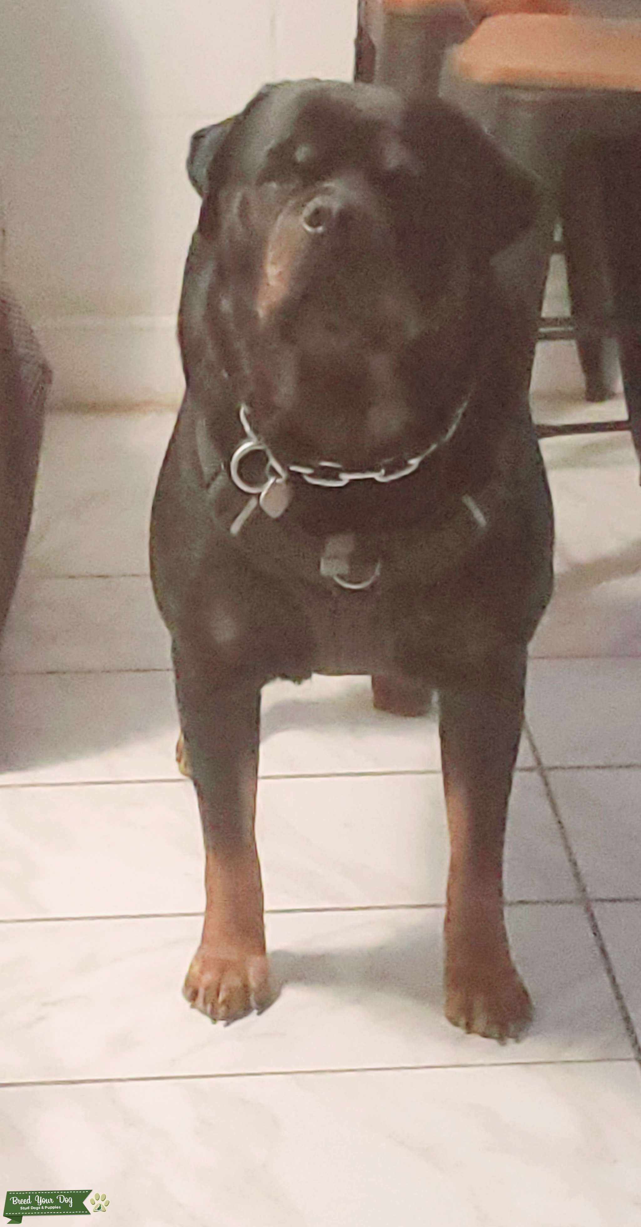 HANDSOME STUD - Stud Dog in West Virginia , Mexico | Breed Your Dog