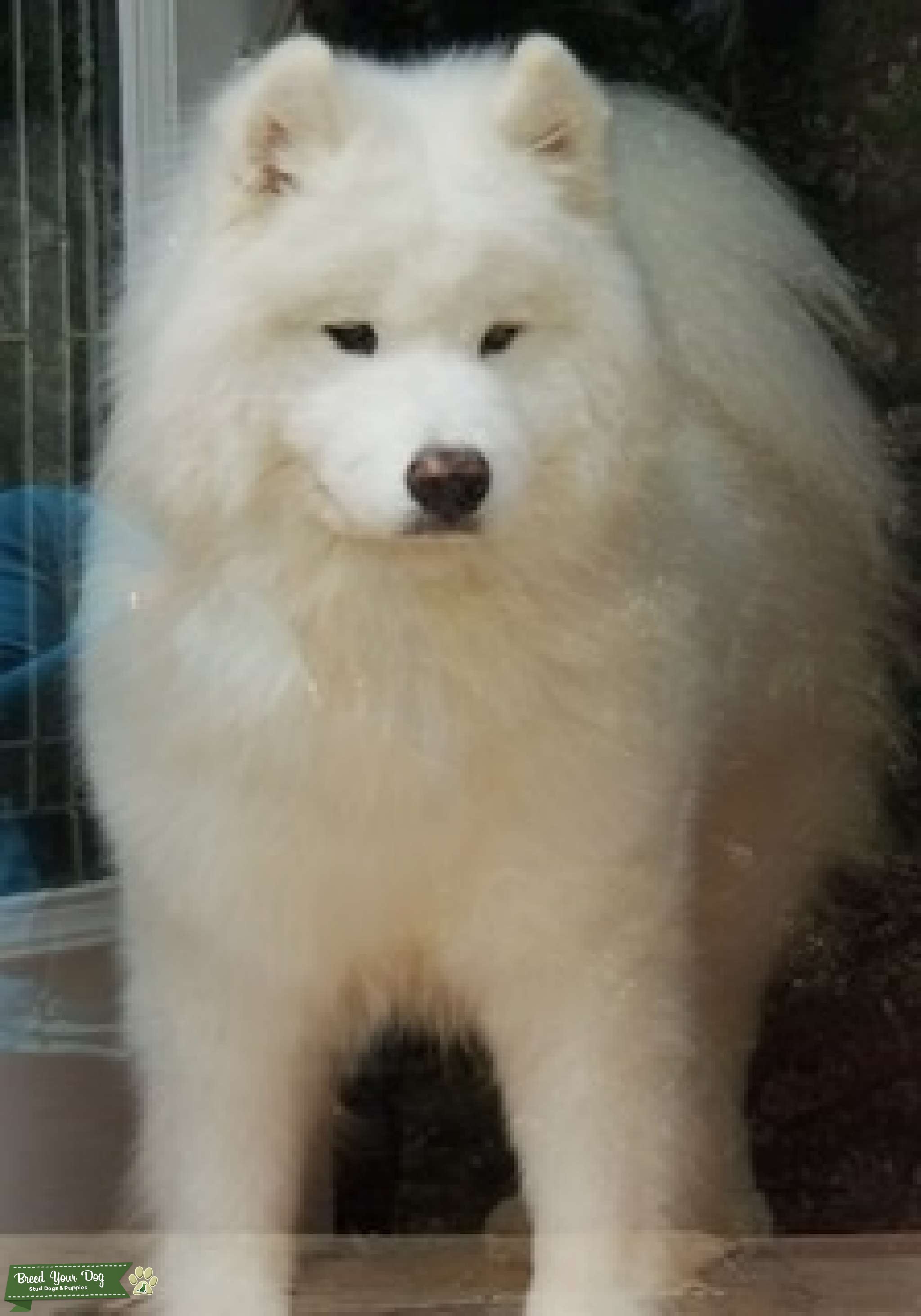 Purebred Samoyed - Stud Dog in GA, the United States | Breed Your Dog