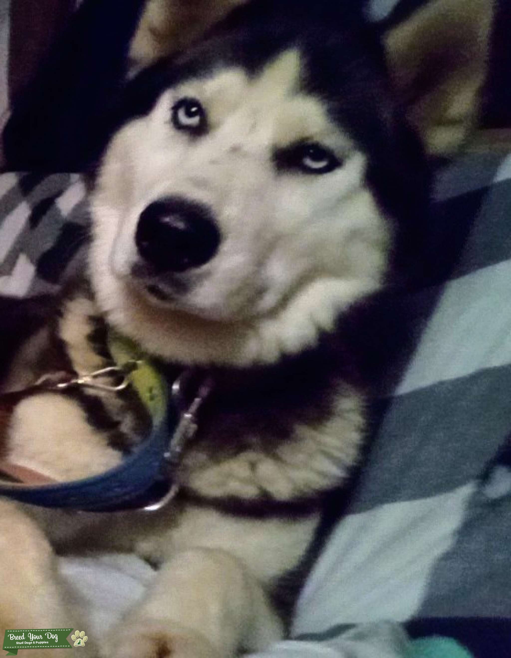 Number one studa woof a woof woof - Stud Dog in Tn, the United States ...