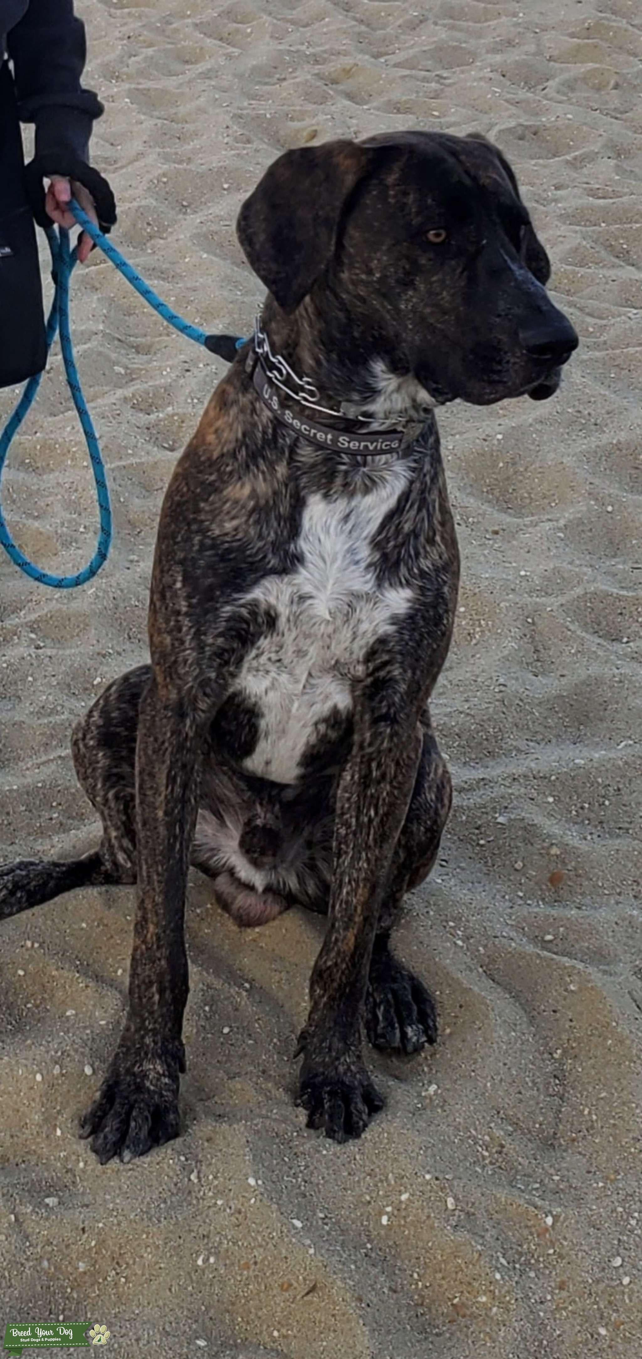 Regal Labradane (Great Dane / Lab Mix) - Stud Dog in NJ, the United ...