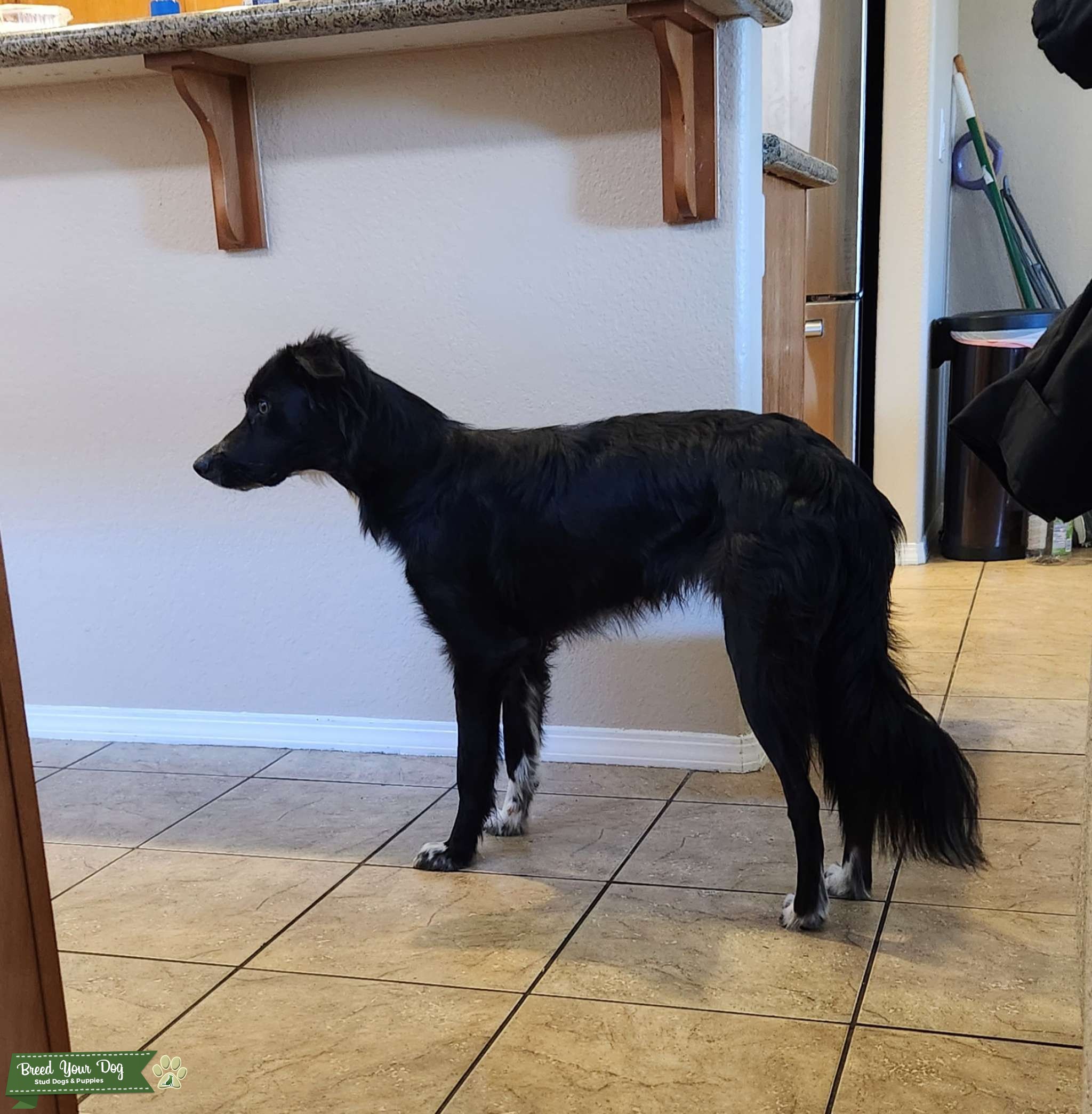 Sweet Border Collie Stud - Stud Dog in California, the United States ...