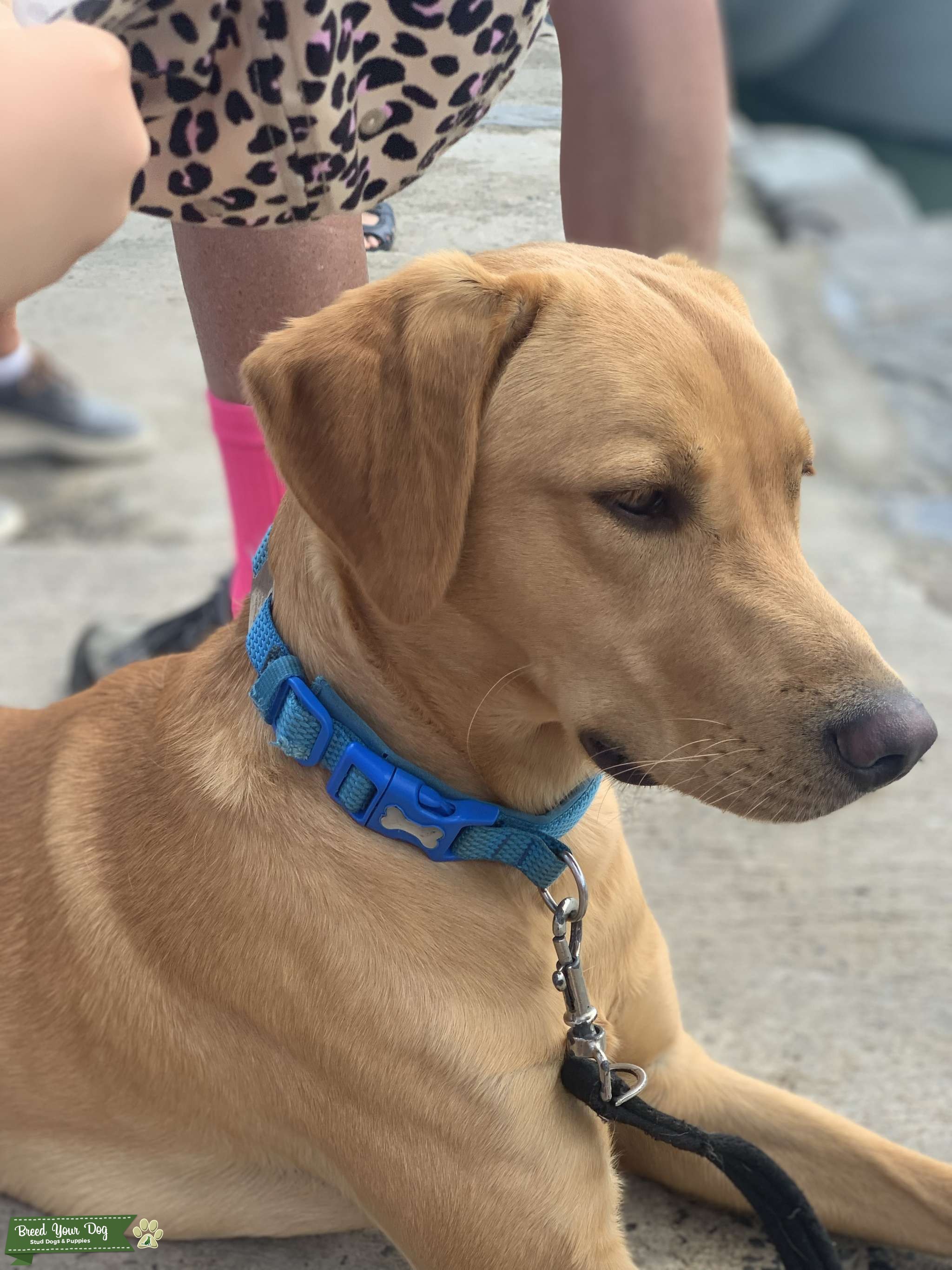 Purebred working Labrador - Stud Dog in Bath, the United States | Breed ...