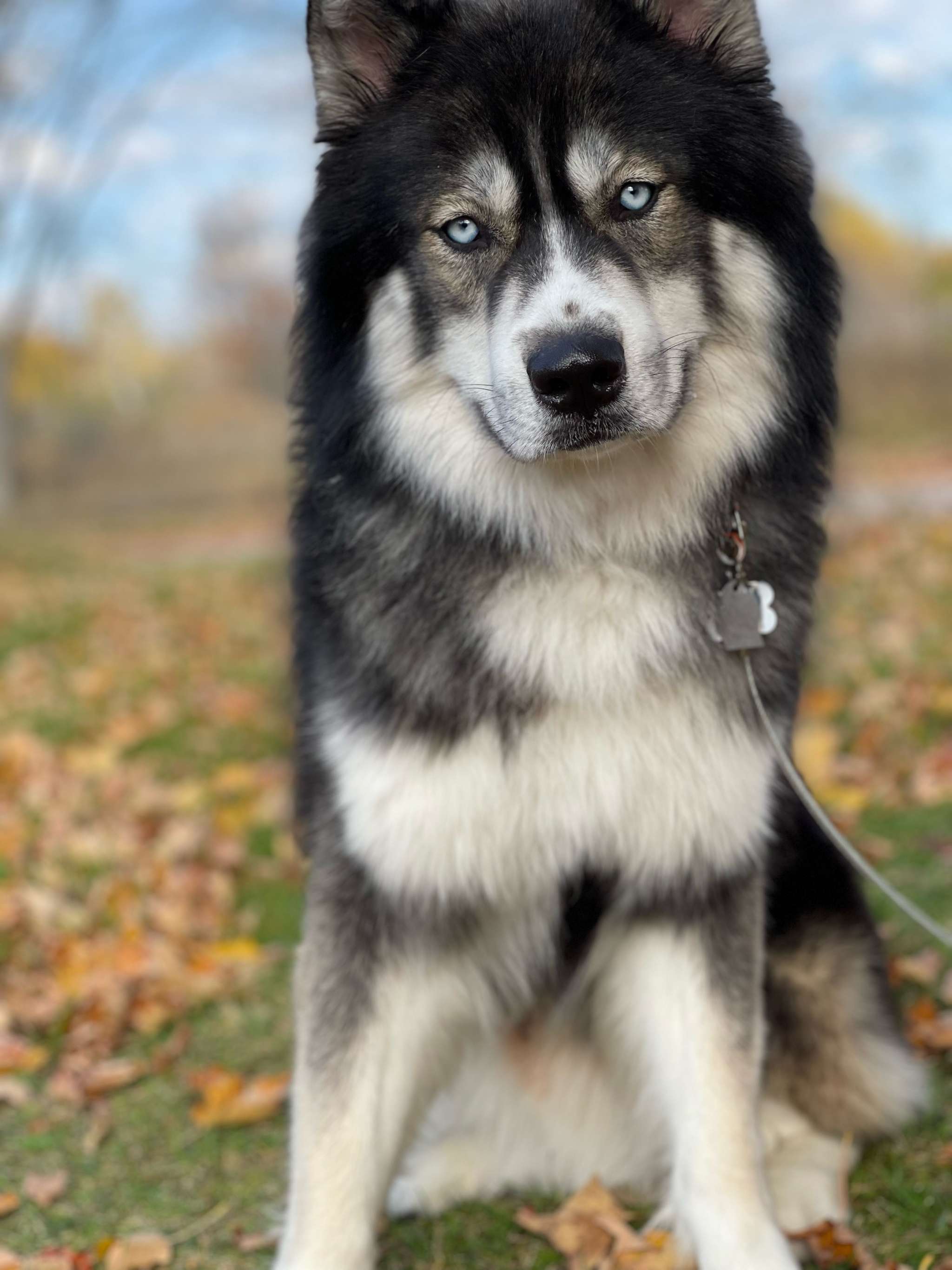 Agouti Siberian Husky Up For Stud Services - Stud Dog in Michigan ...