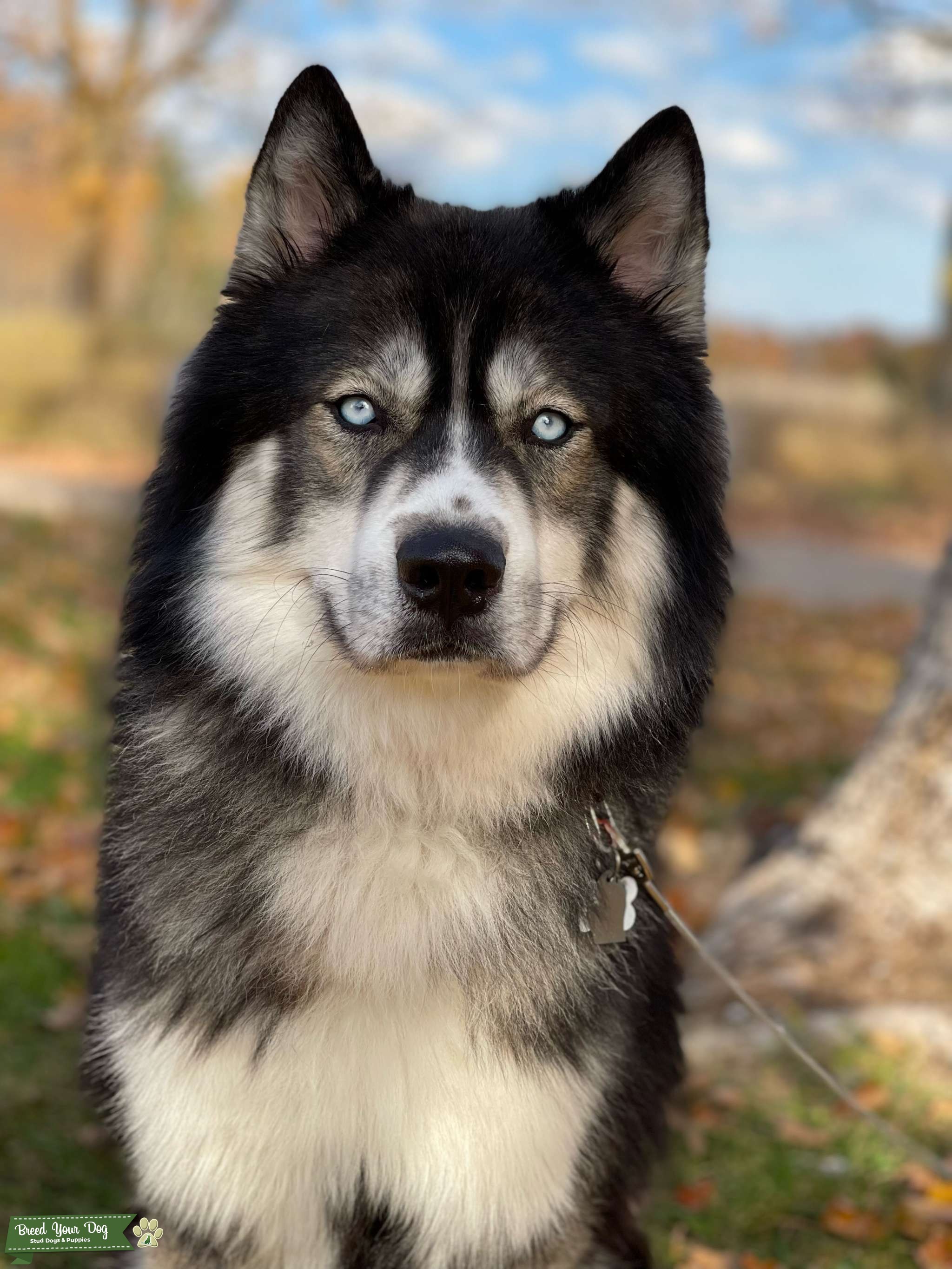 Agouti Siberian Husky Up For Stud Services - Stud Dog in Michigan, the ...