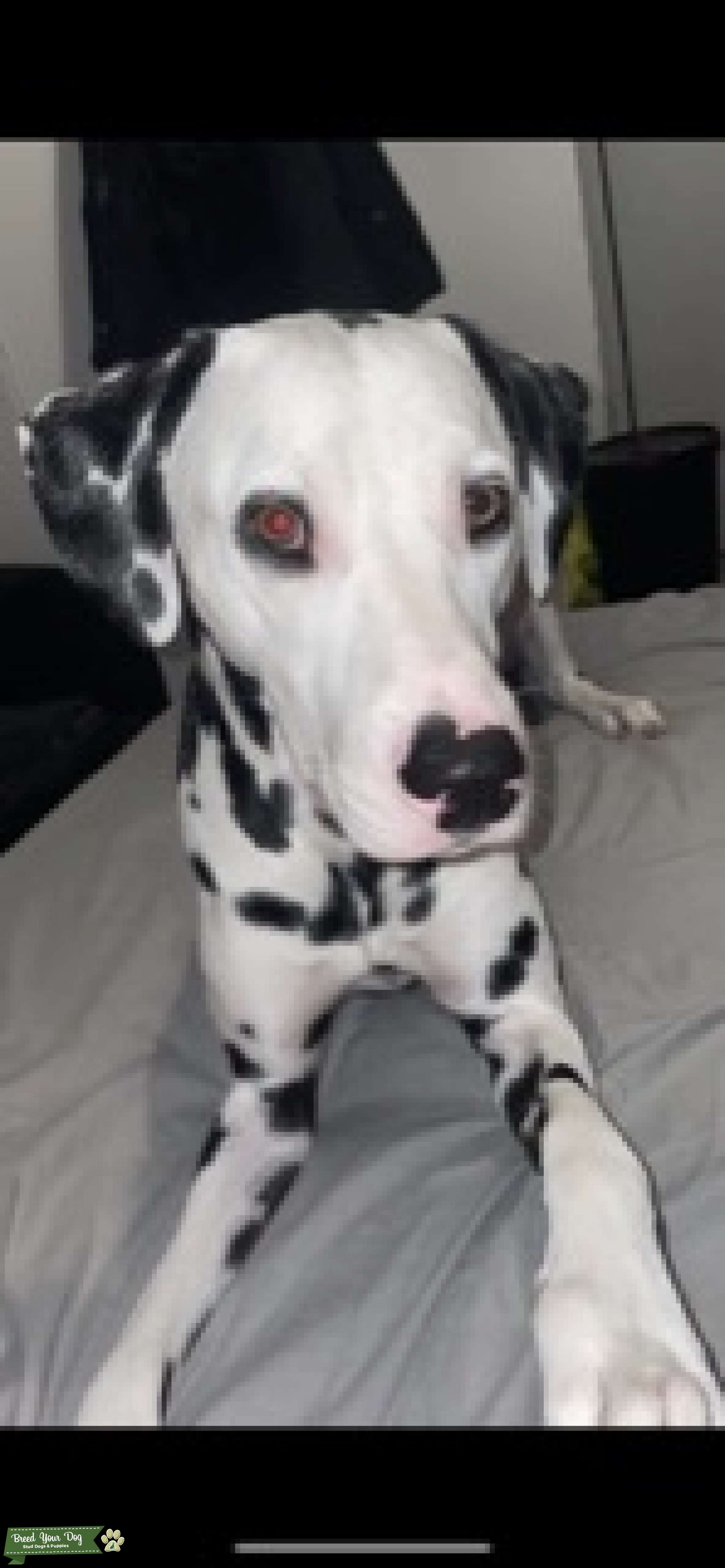 Dalmatian STUD - Stud Dog in Merseyside, the United States | Breed Your Dog