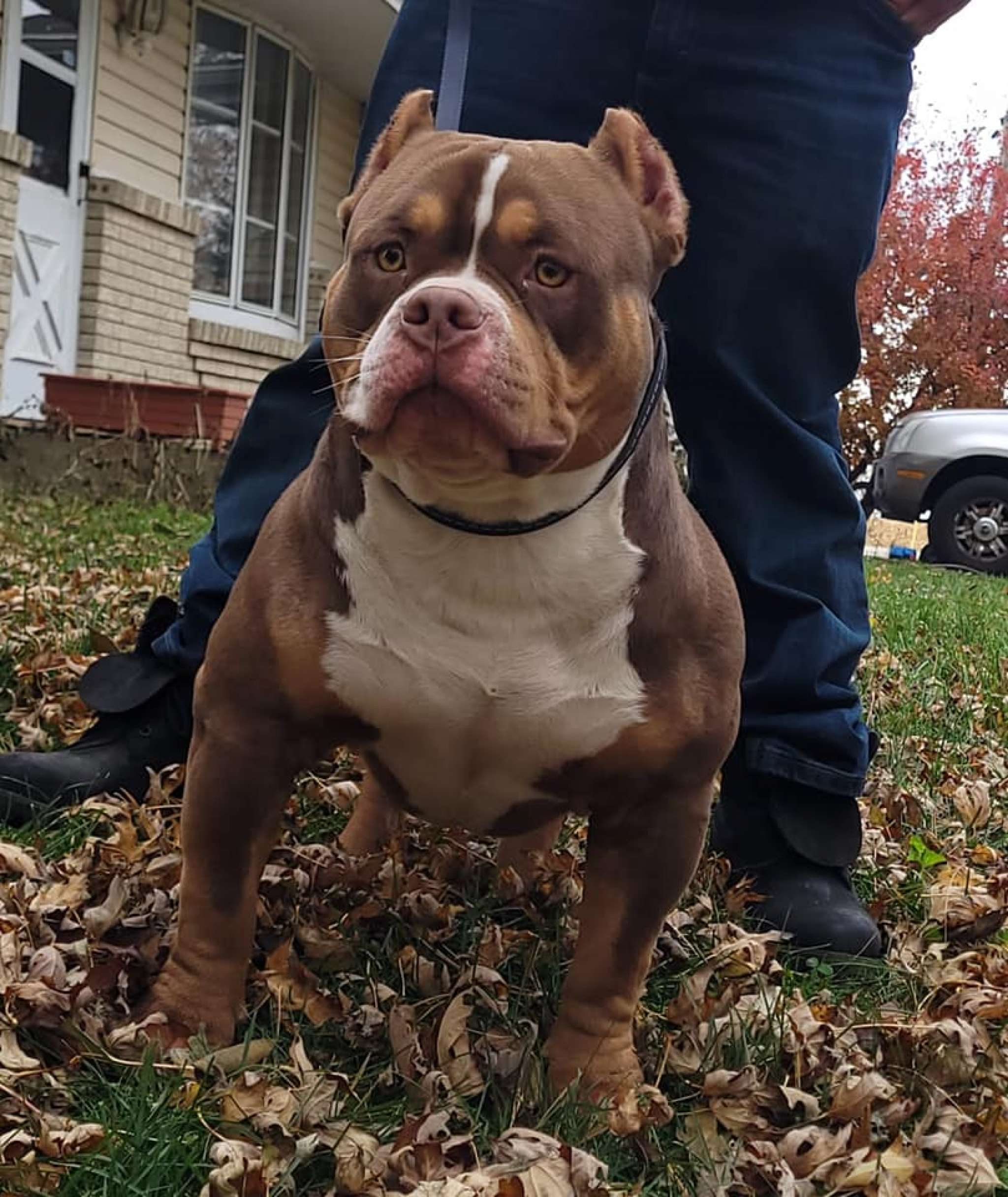 ABKC Pocket Bully - Stud Dog in Chicago area, United States | Breed ...