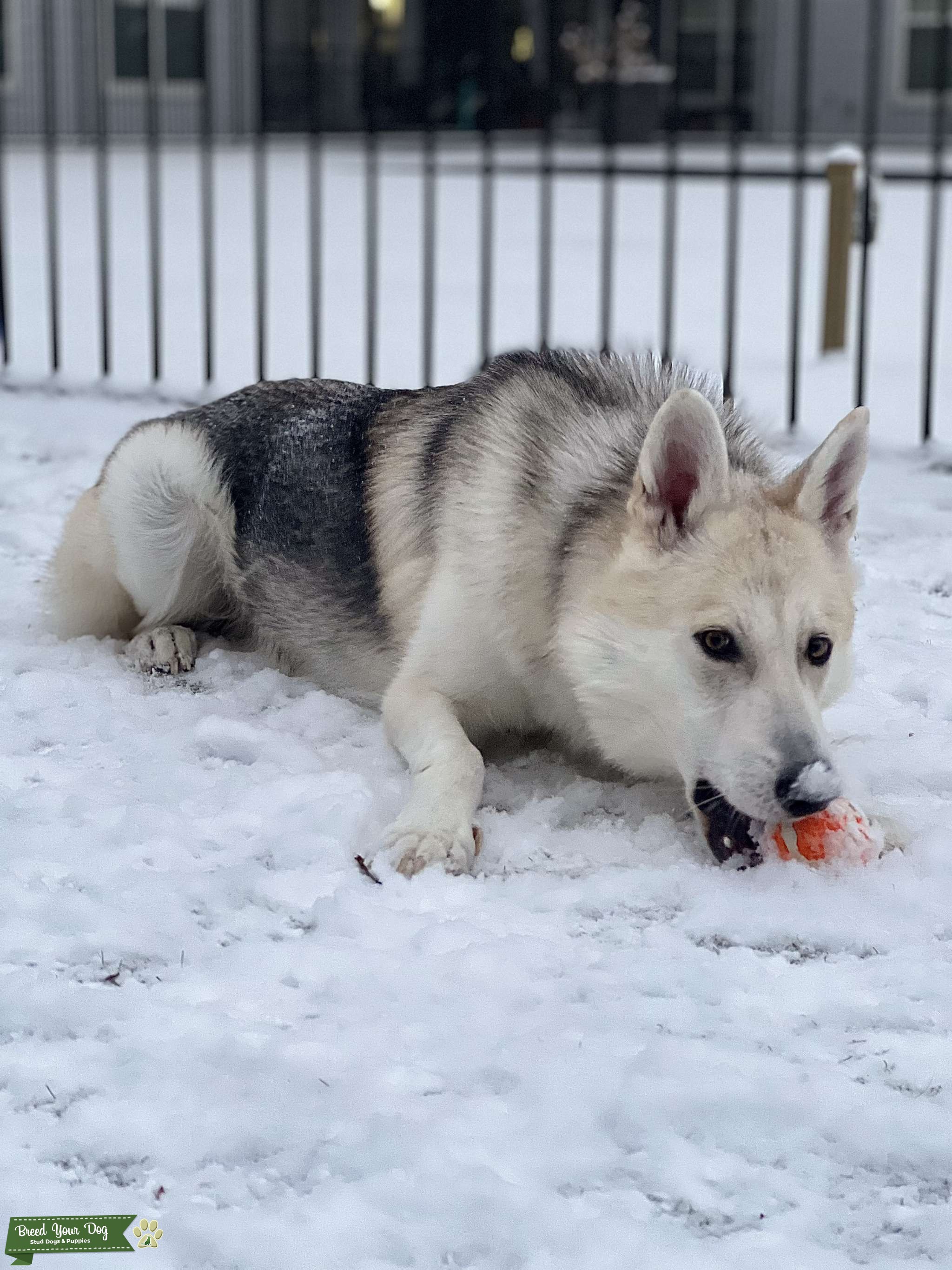 Timber Wolf/Alaskan Malamute - Stud Dog in Colorado , the United States ...