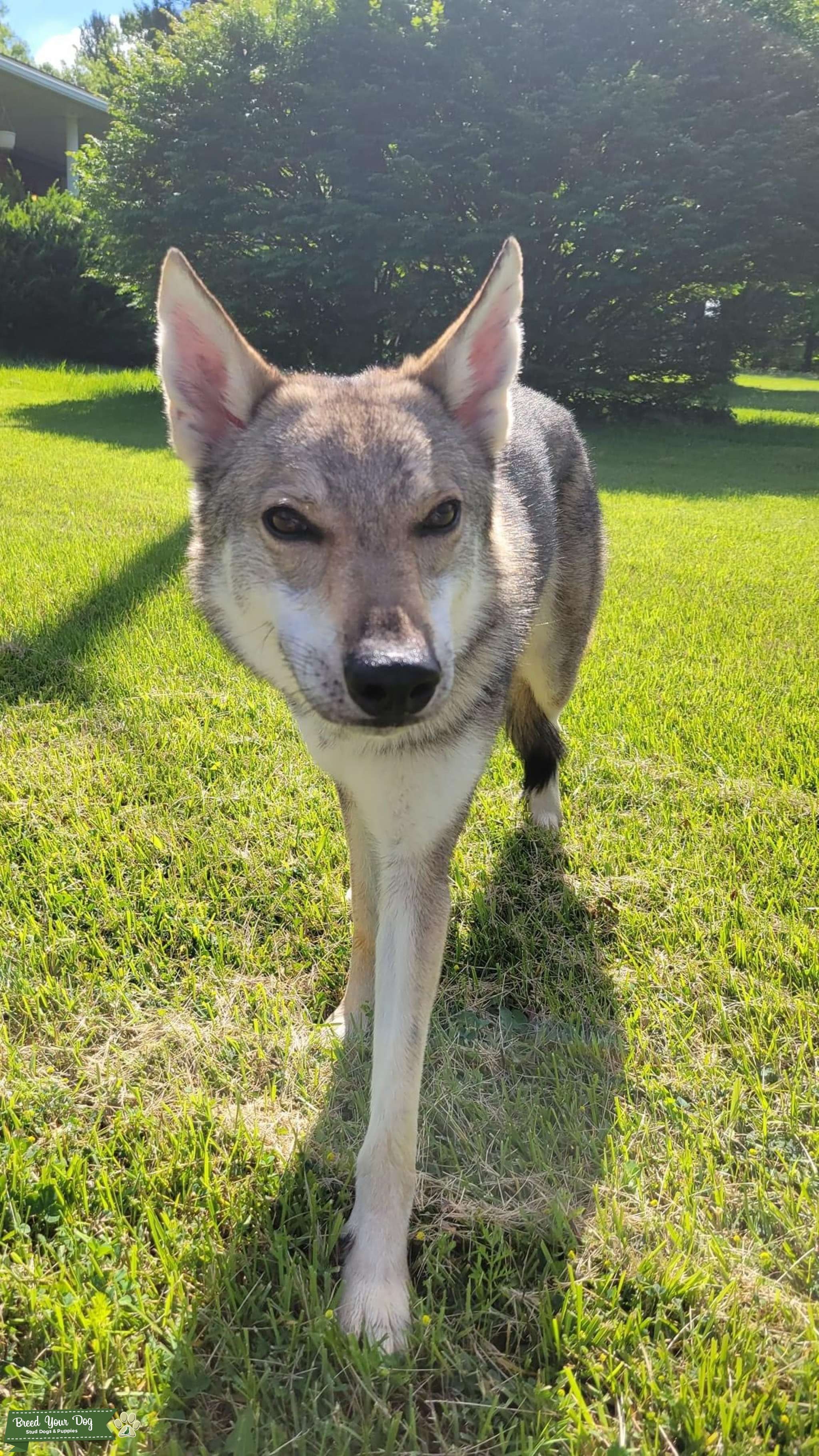 Seeking stud for female Czech Wolfdog - Stud Dog Kentucky - Breed Your Dog