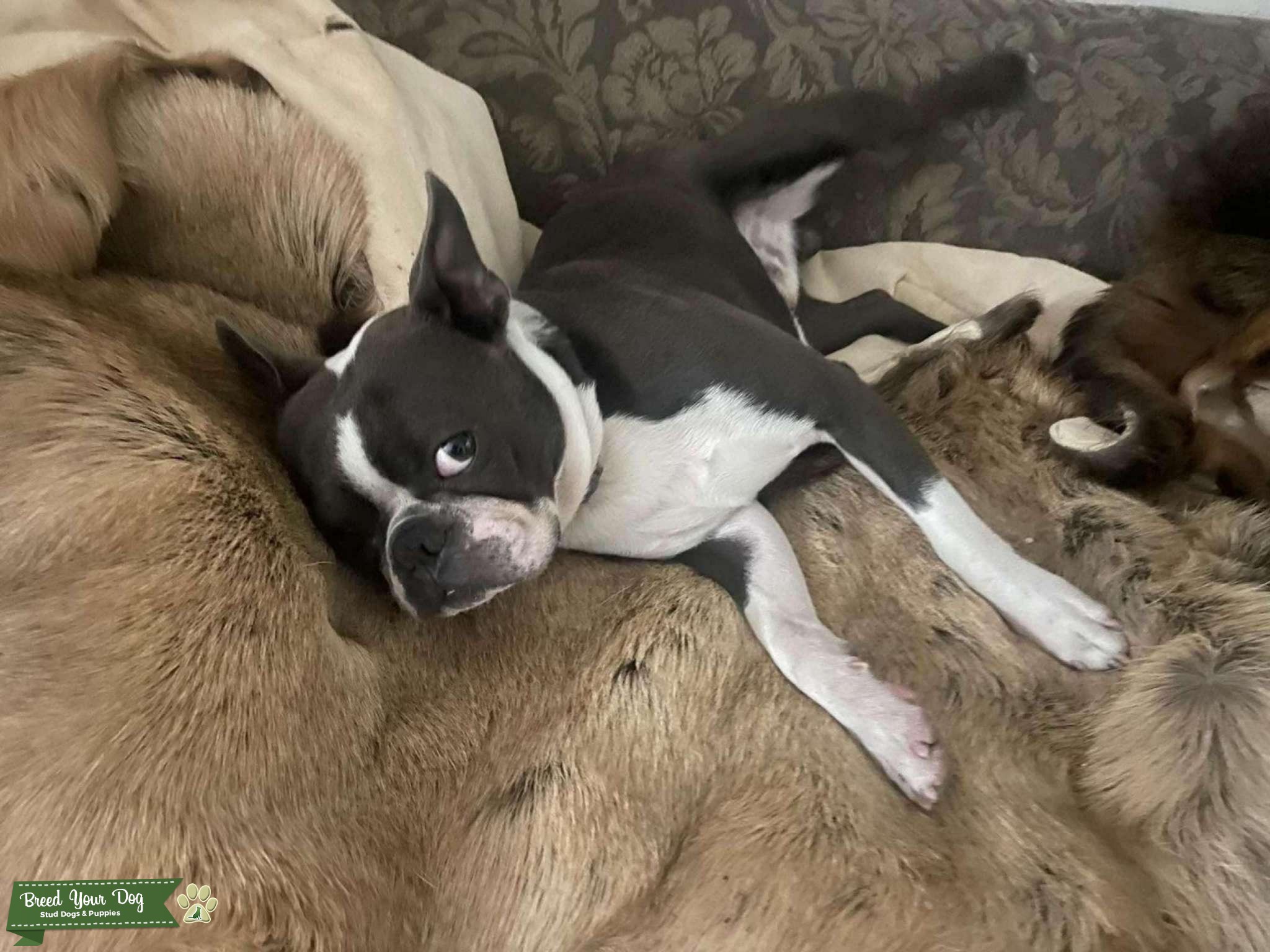 Boston Terrier - Stud Dog in Florida, the United States | Breed Your Dog