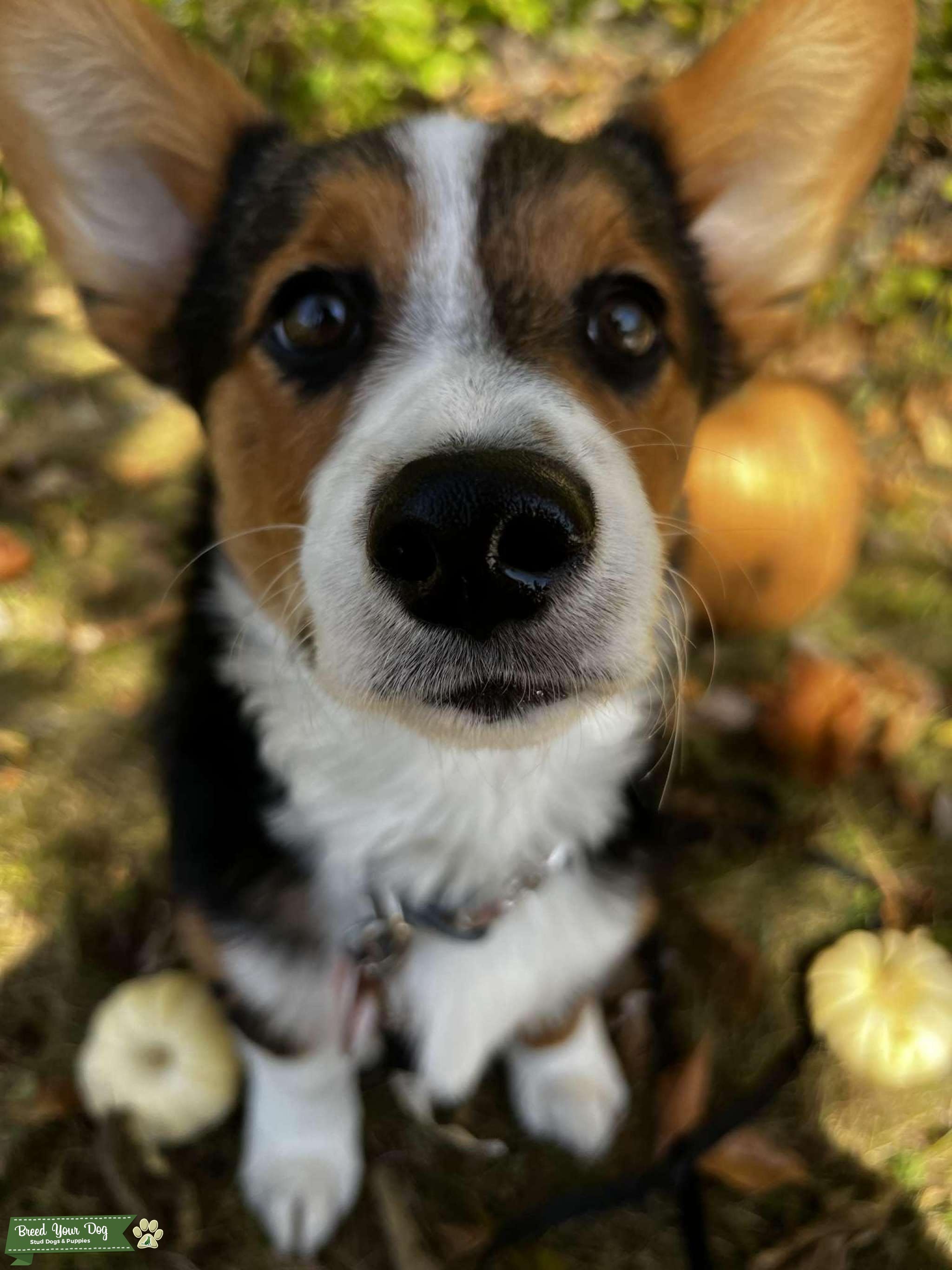 Prembroke Corgi Welsh, tan, white and black - Stud Dog in Indiana , the ...
