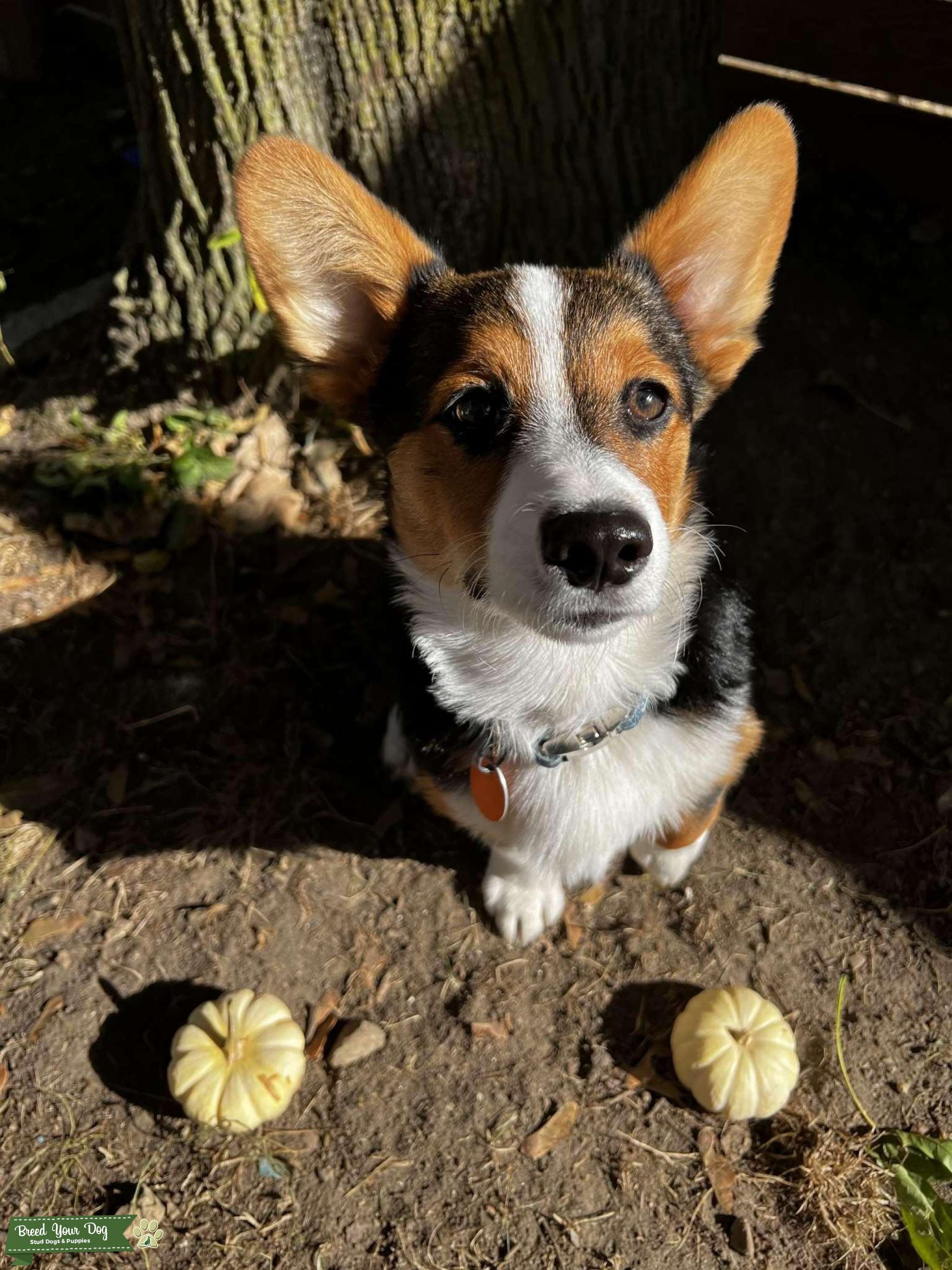 Prembroke Corgi Welsh, tan, white and black - Stud Dog in Indiana , the ...