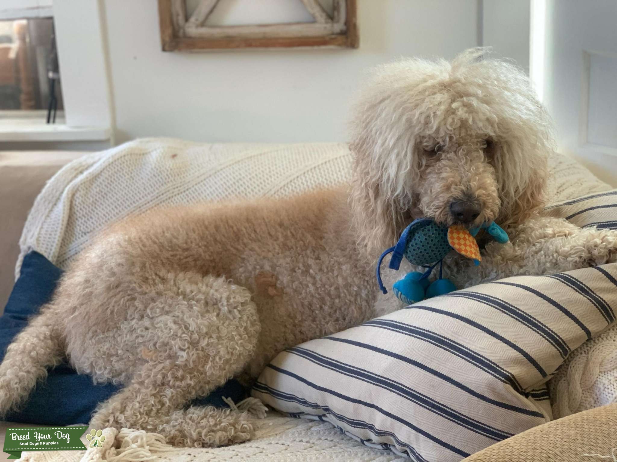 Championship sire - Stud Dog in Tennessee, United States | Breed Your Dog