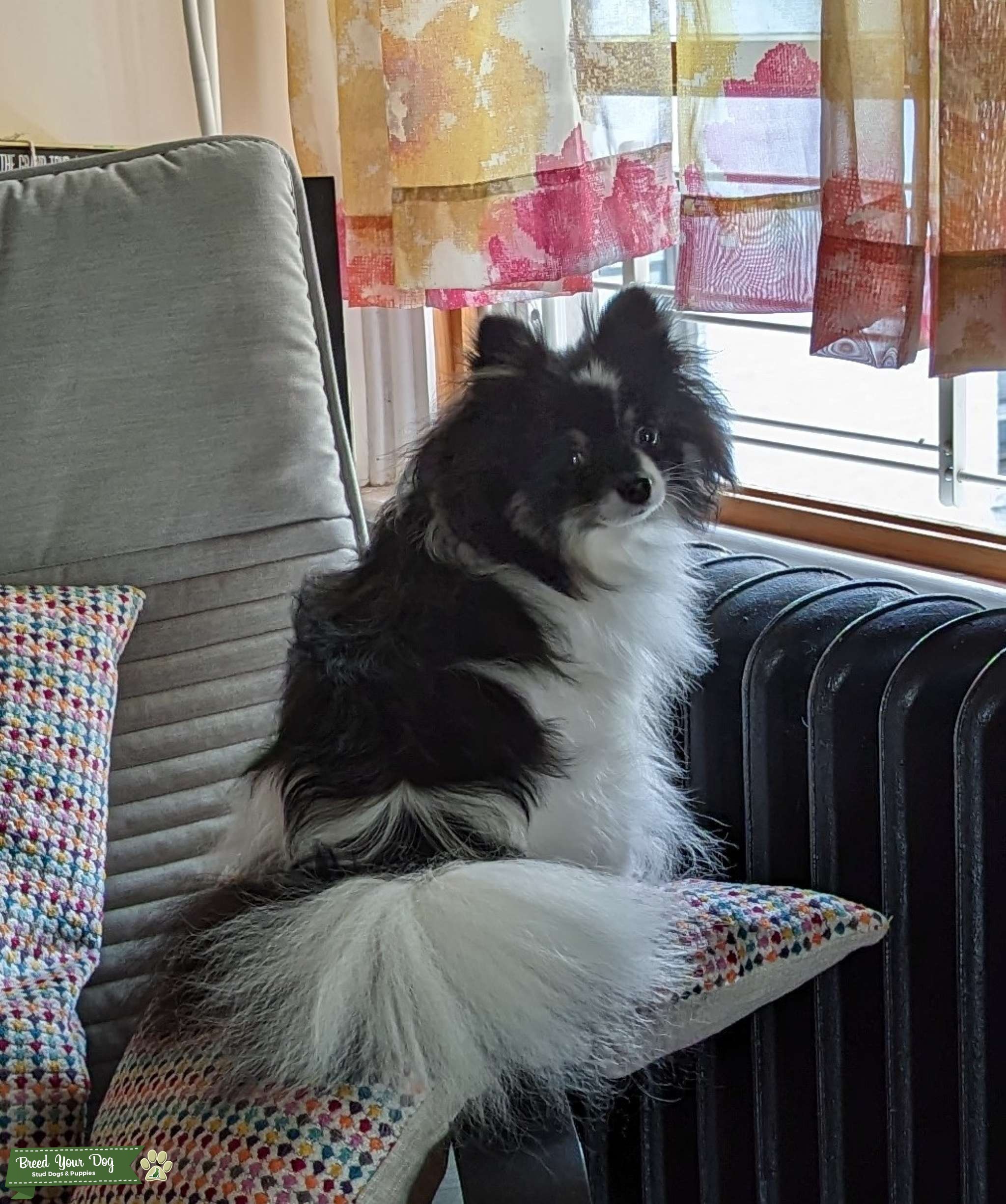 Pomeranian pati color female - Stud Dog New York - Breed Your Dog