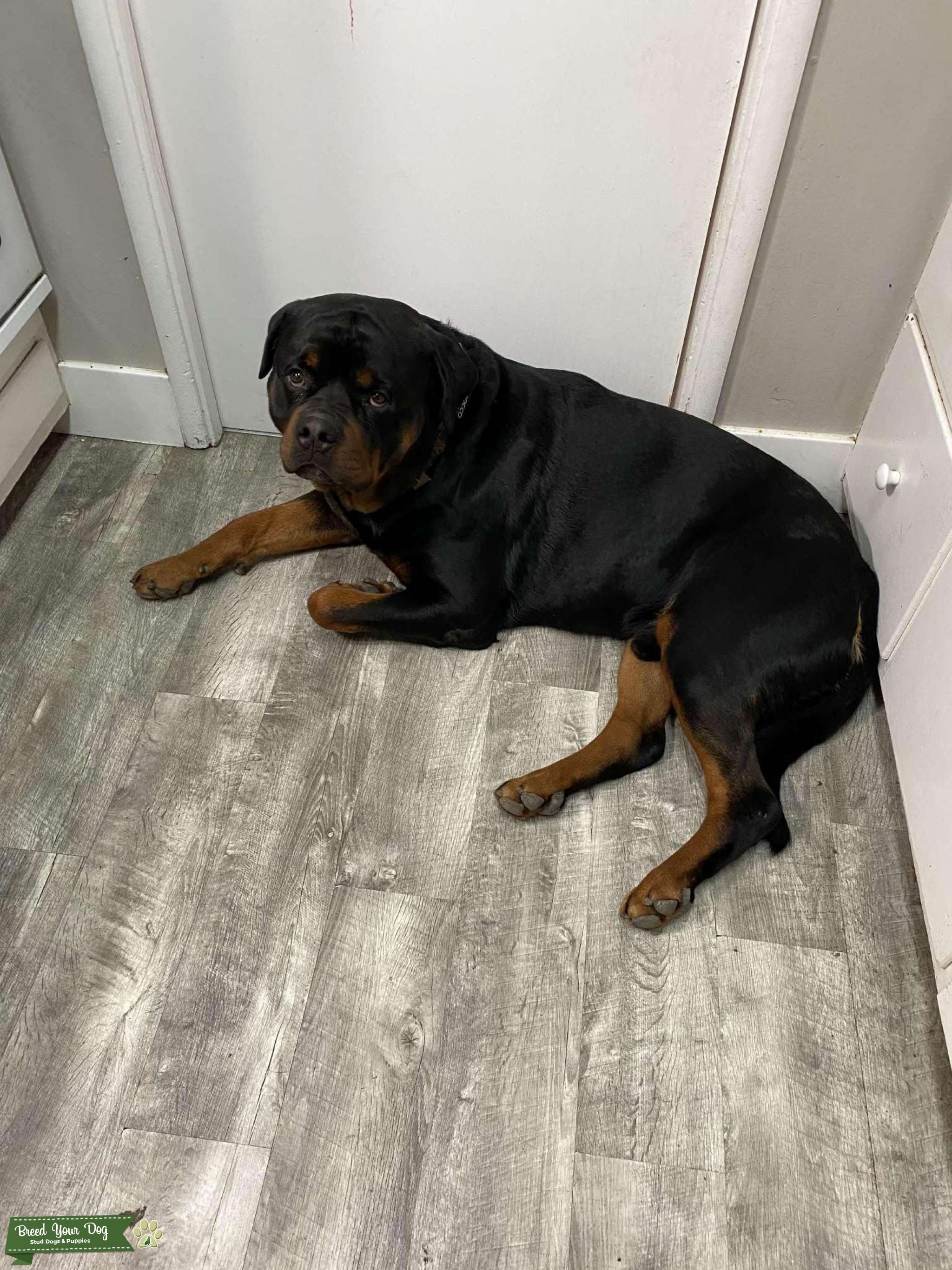 Beautiful Rottweiler - Stud Dog in California , the United States ...