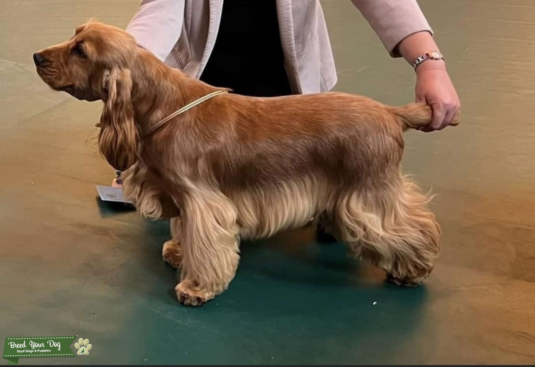 Golden show cocker - Stud Dog in Lancashire , United States | Breed ...