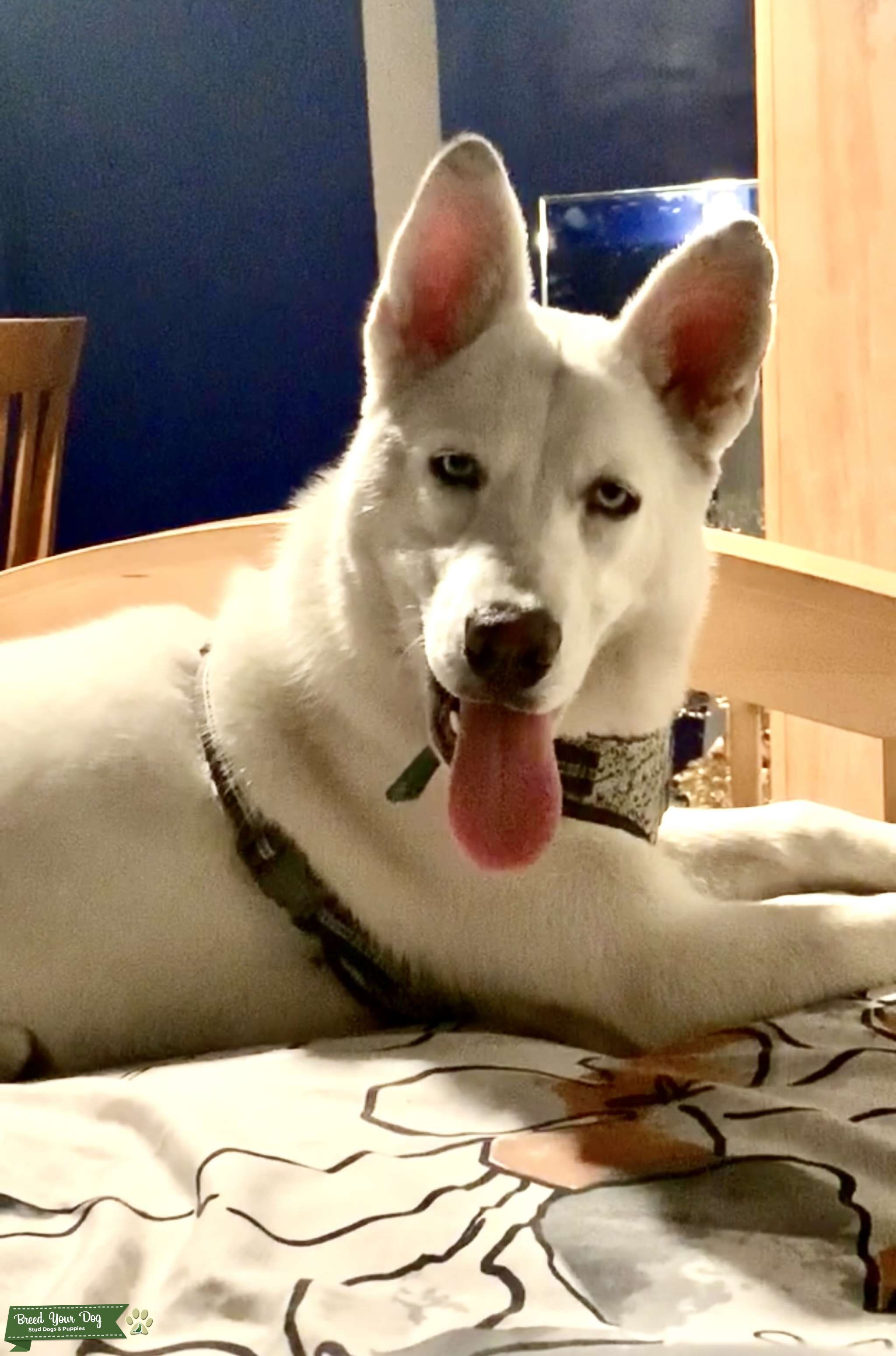 Pure White Husky - Stud Dog California - Breed Your Dog