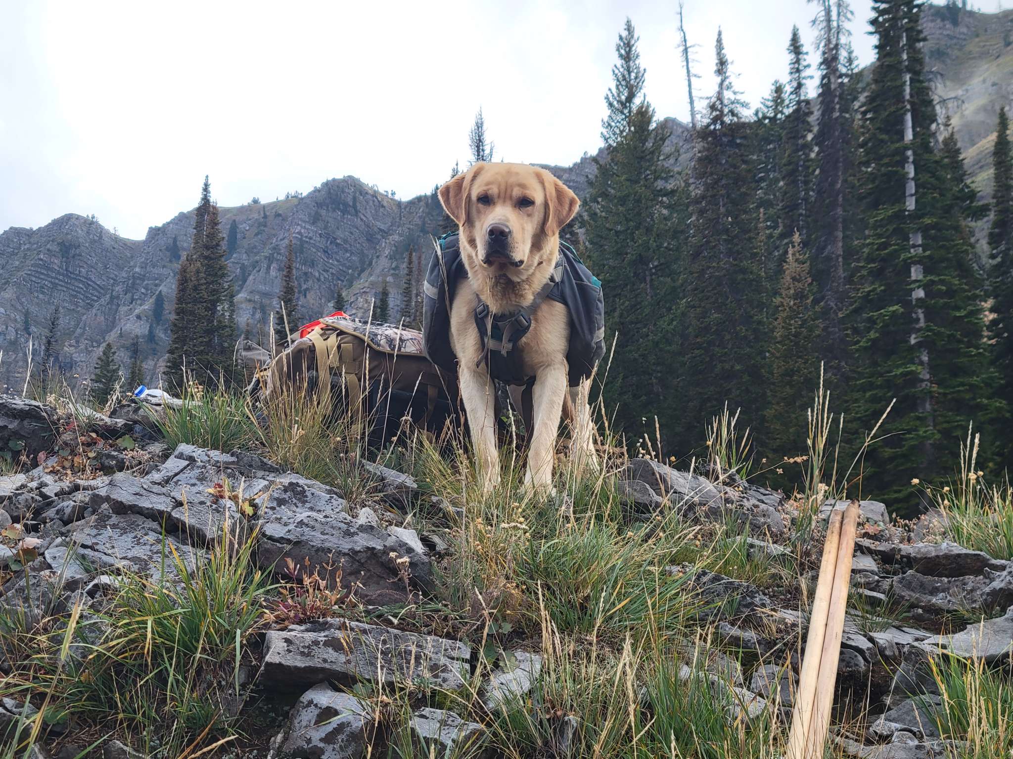 Pointing Labrador, yellow male - Stud Dog in WY, United States | Breed ...