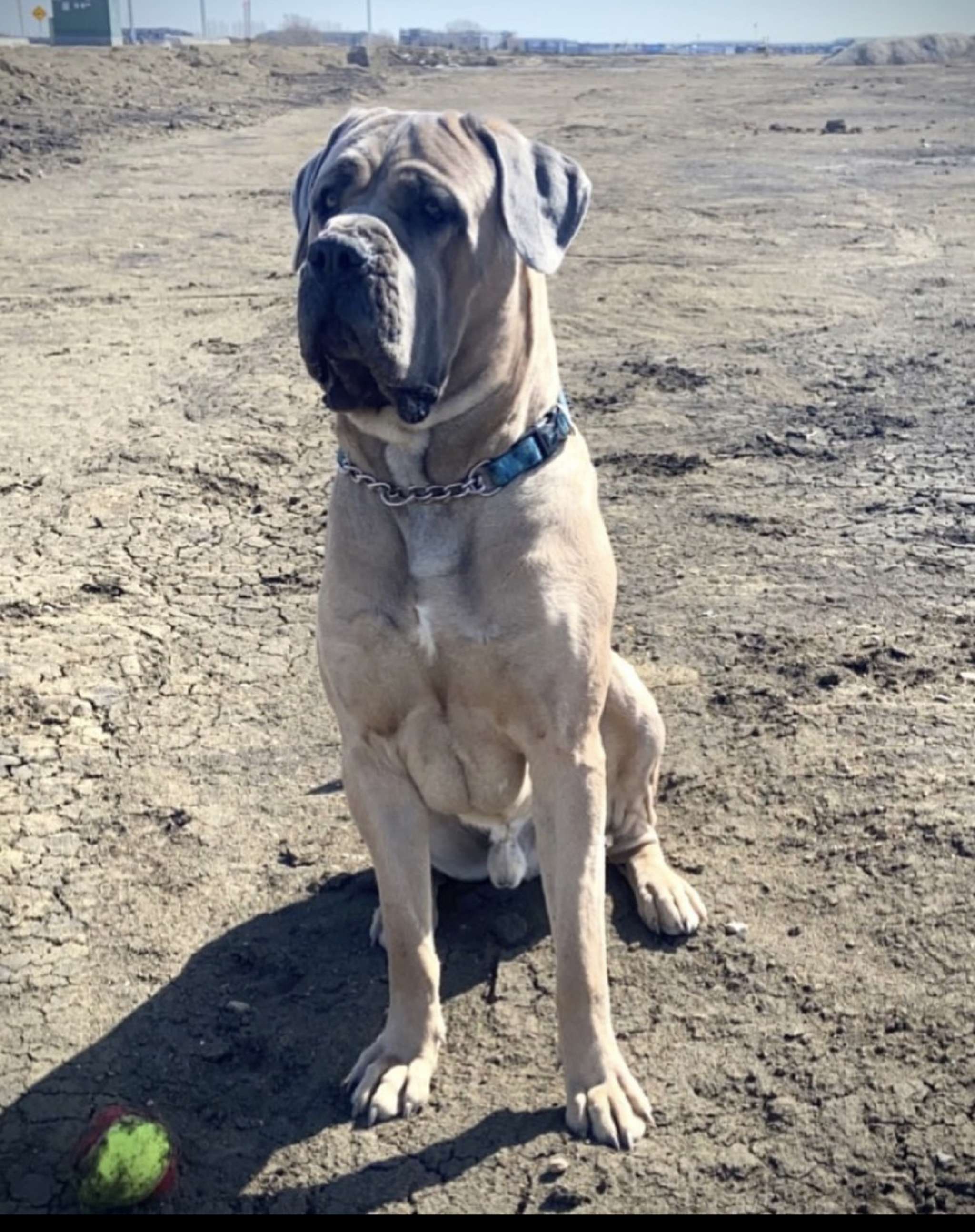cane corso formentino stud - Stud Dog in Edmonton , Canada | Breed Your Dog