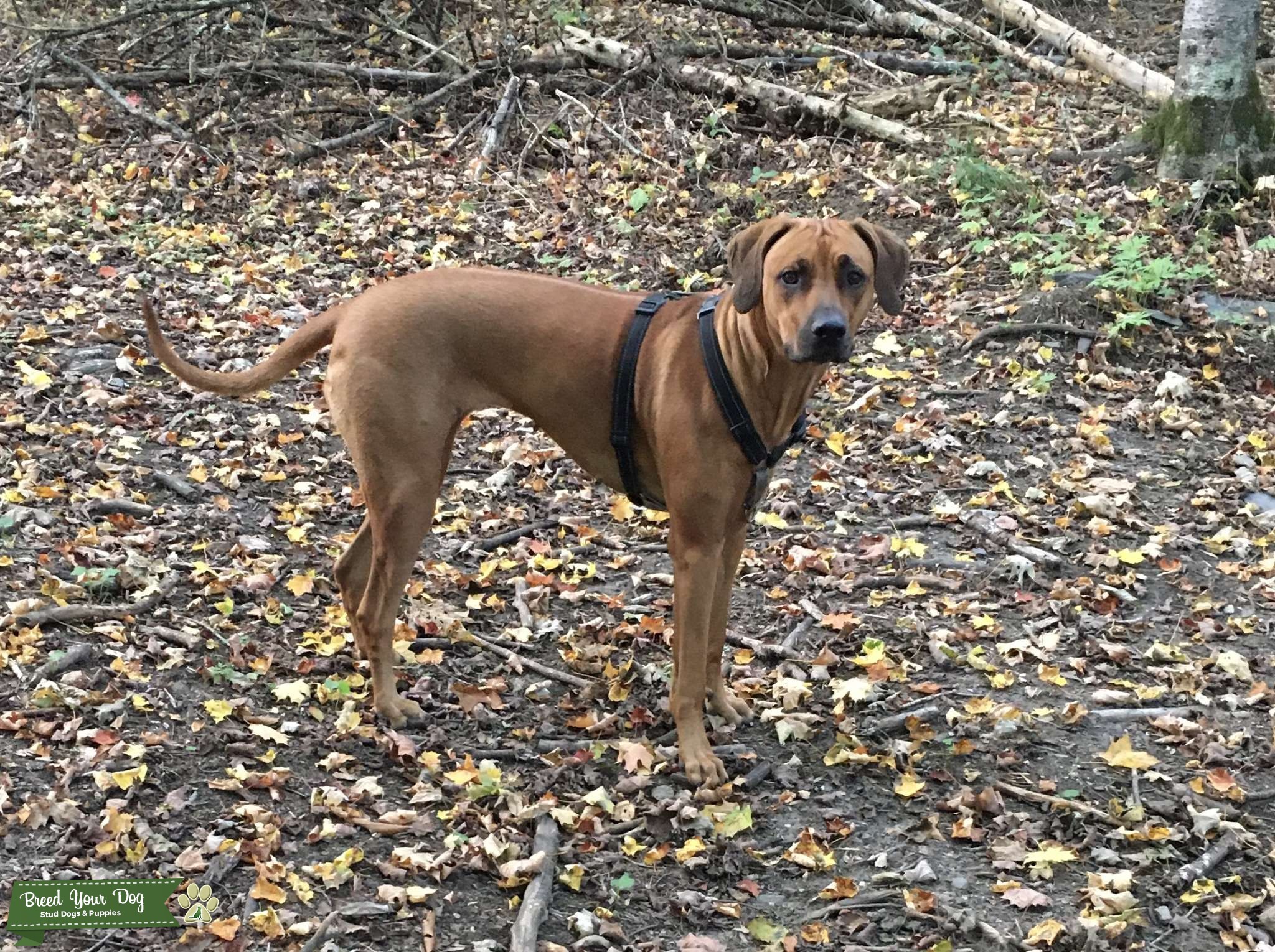 Beautiful Purebred Ridgeback - Stud Dog in New England, the United ...