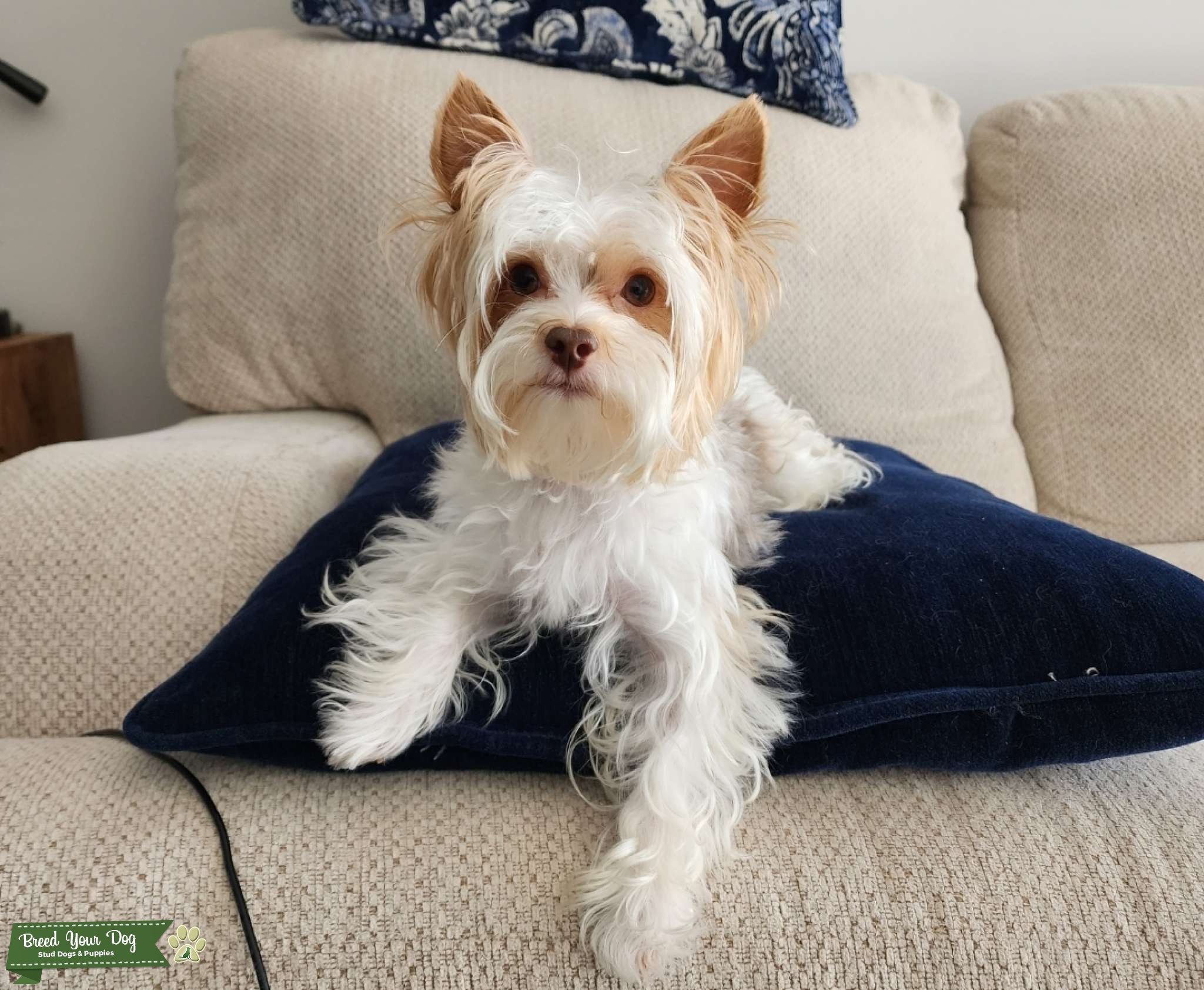 Parti yorkie chocolate - Stud Dog in Reston, Fairfax., the United ...