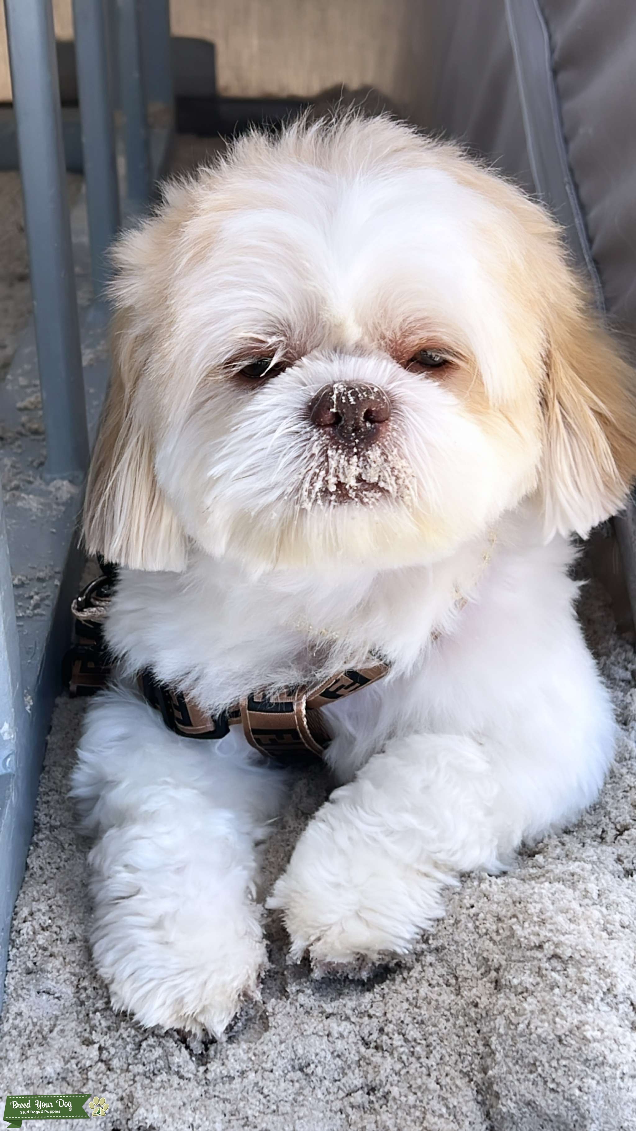 SHIH TZU STUD AVAILABLE - Stud Dog in Atlanta, GA, United States ...